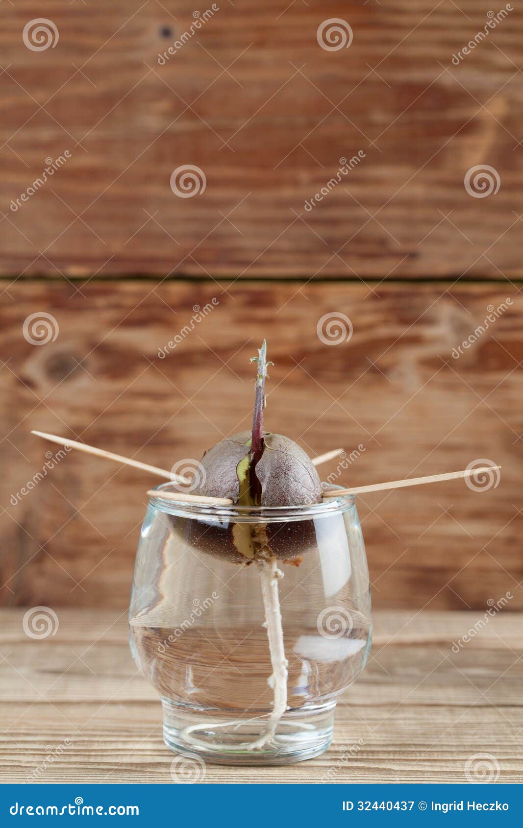 Germinating Avocado - Part 3 Stock Image - Image of burgeoning ...