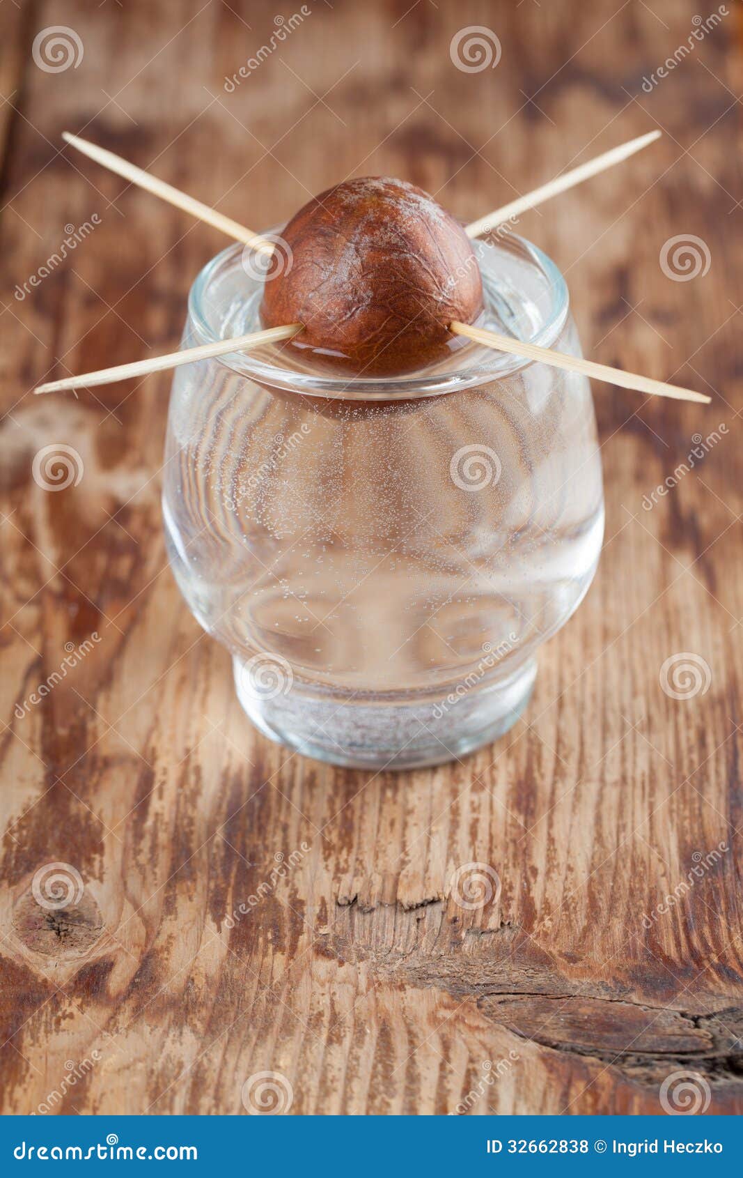 Germinating avocado stock photo. Image of burgeon, vertical - 32662838