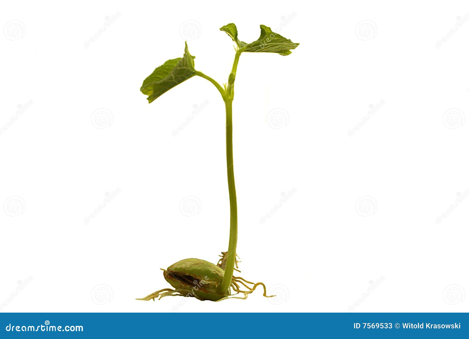 Germinating bean stock image. Image of root, gardening - 7569533