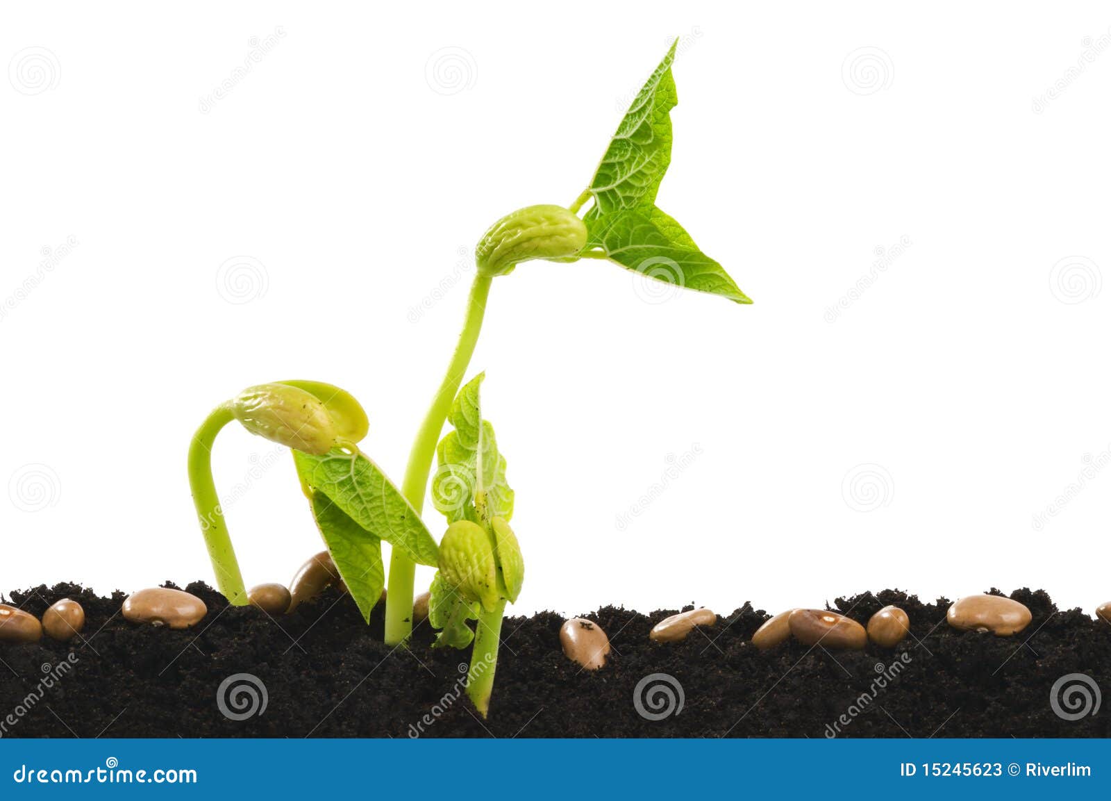 Germinating Bean Seed Stock Photos - Image: 15245623