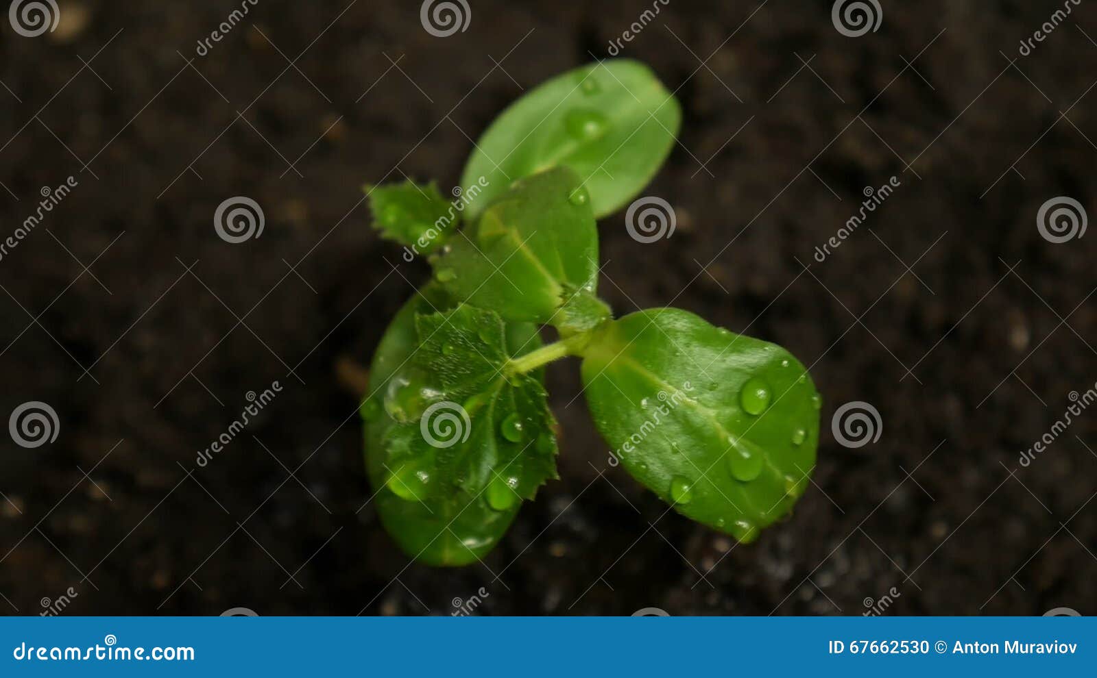 Germinating Cucumber Seeds on the Rain Stock Footage - Video of bean ...