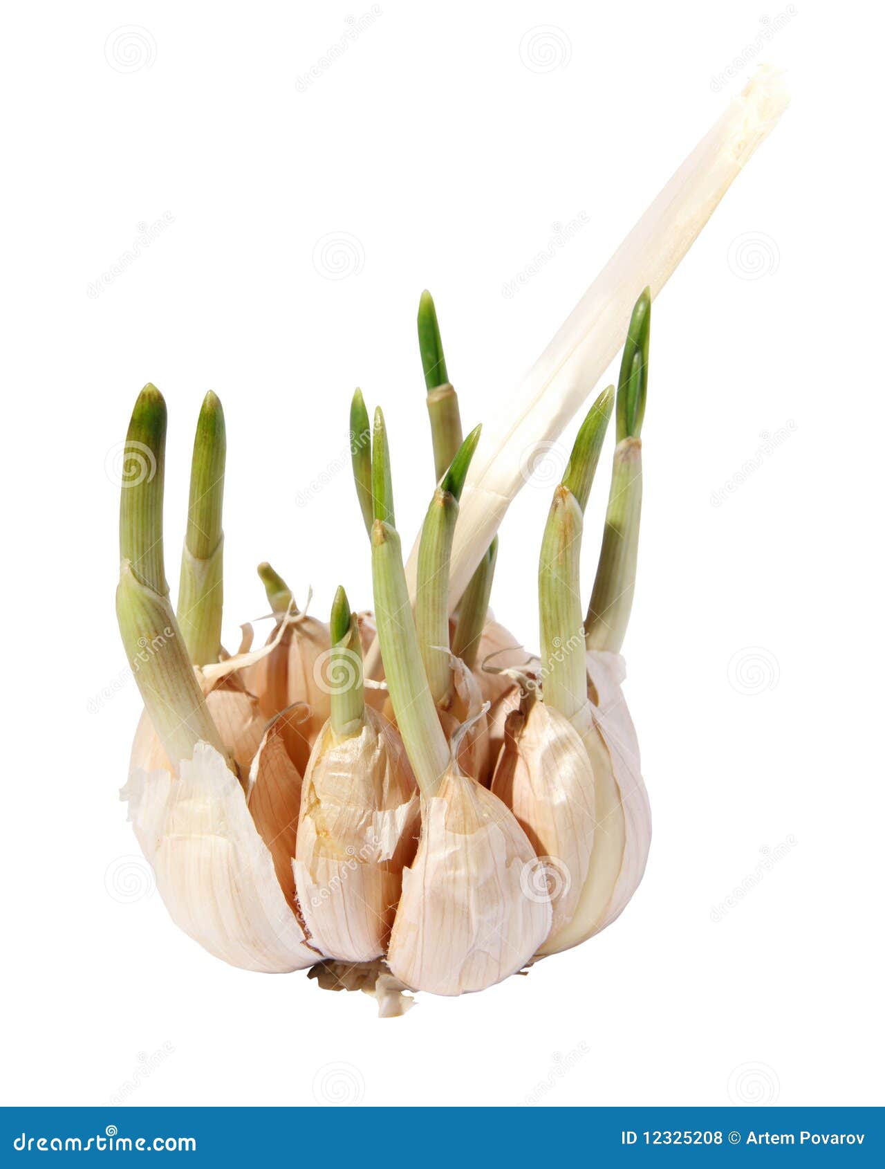 Germinating garlic_1 stock photo. Image of green, herb - 12325208