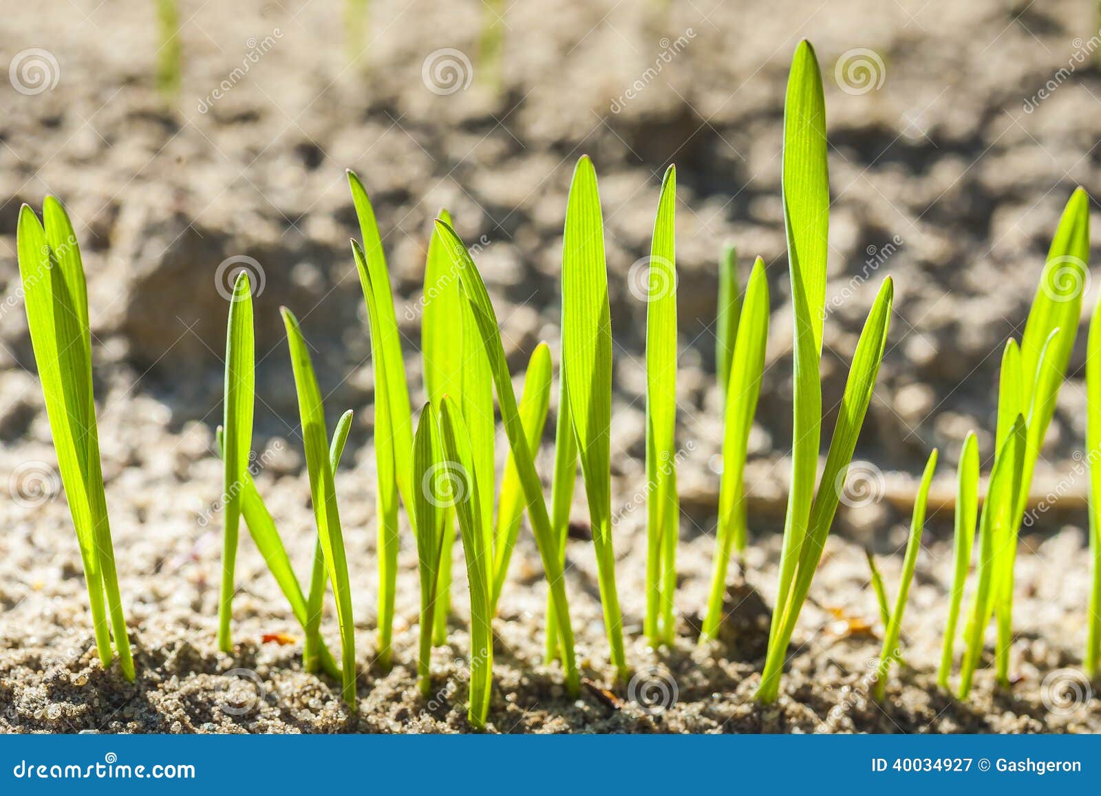 Germinating grain. stock image. Image of wheat, green - 40034927