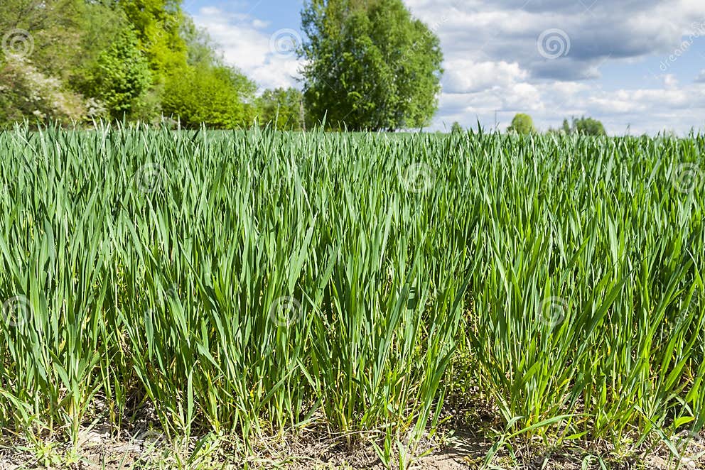 Germinating grain. stock image. Image of nature, farming - 56084637