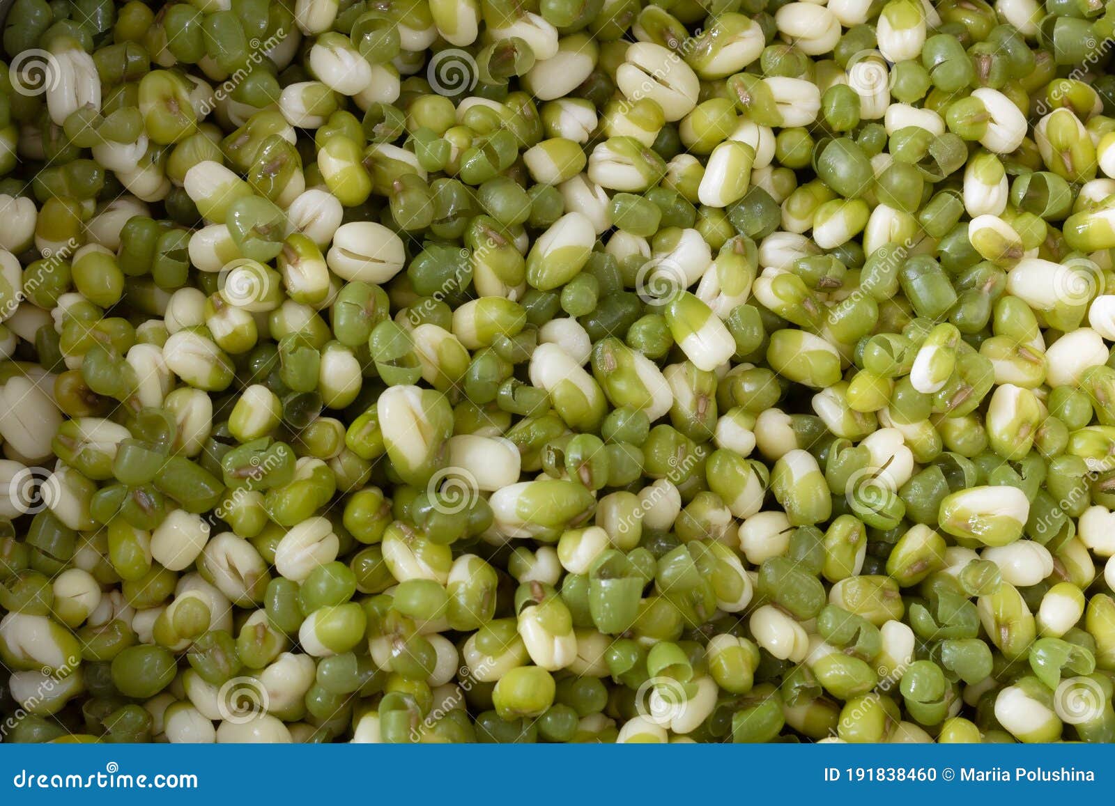 Germinating Mung Green Beans Close Up. Background Stock Photo - Image ...