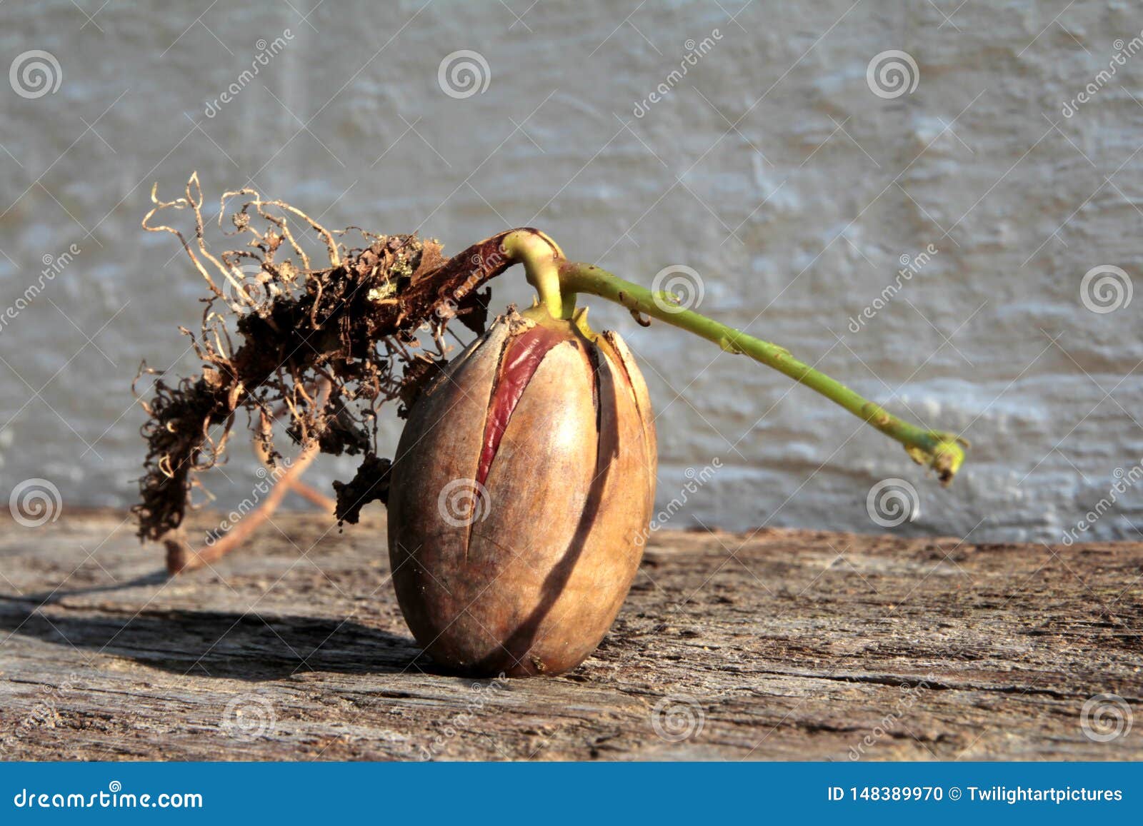 Germinating Oak Acorn before Planting Stock Photo - Image of nursery ...