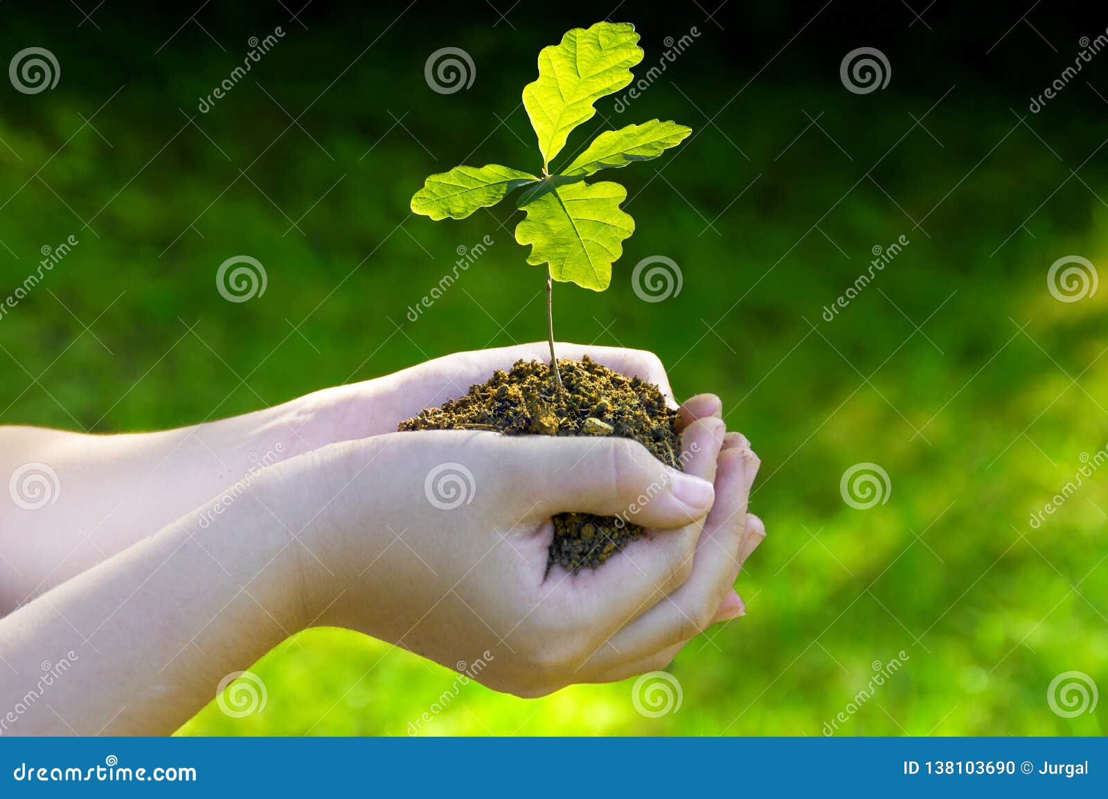Germinating Oak Plant, Small Tree in Hands Stock Photo - Image of ...