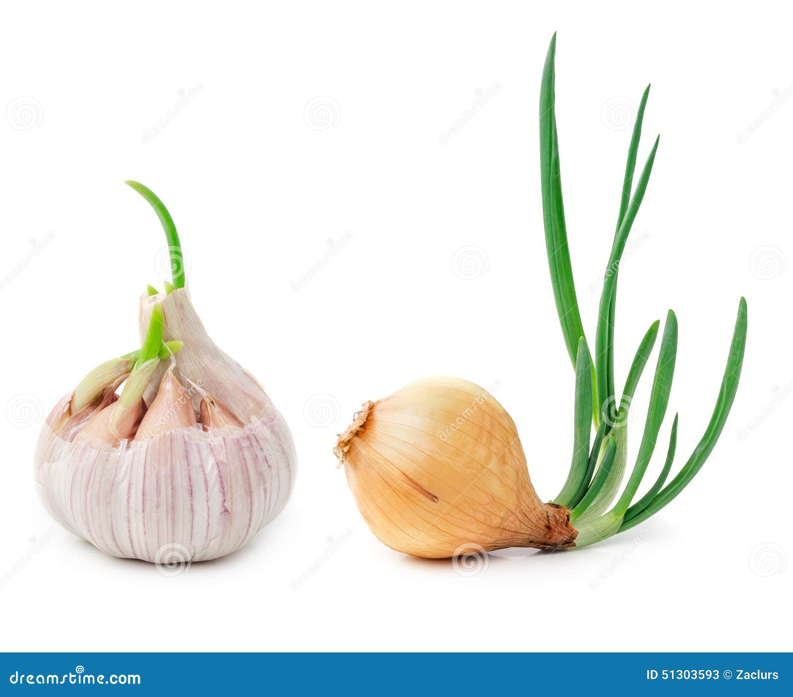 Germinating Onion In A Transparent Plastic Glass Growing On A Window ...