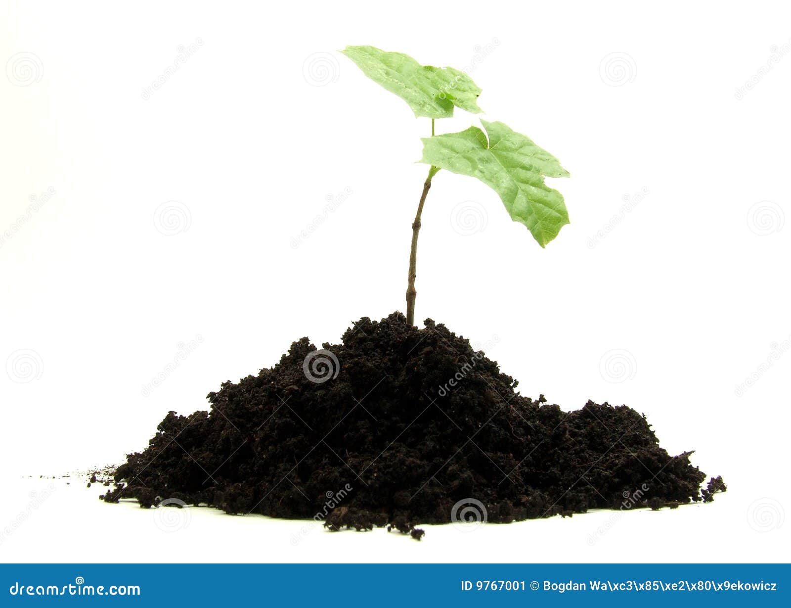 Germinating plant stock image. Image of seed, leaves, early - 9767001