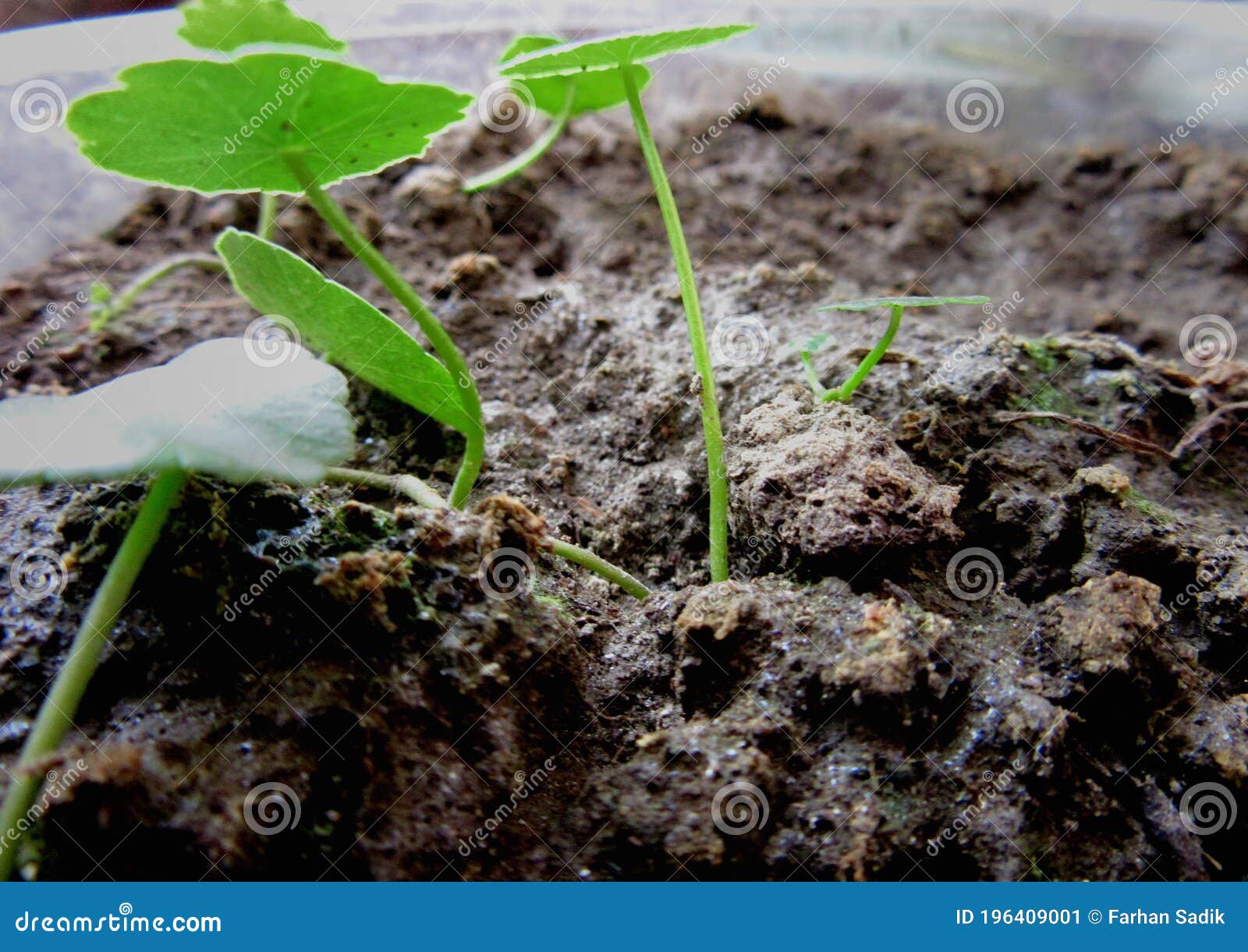 A germinating plant. stock image. Image of plant, botany - 196409001