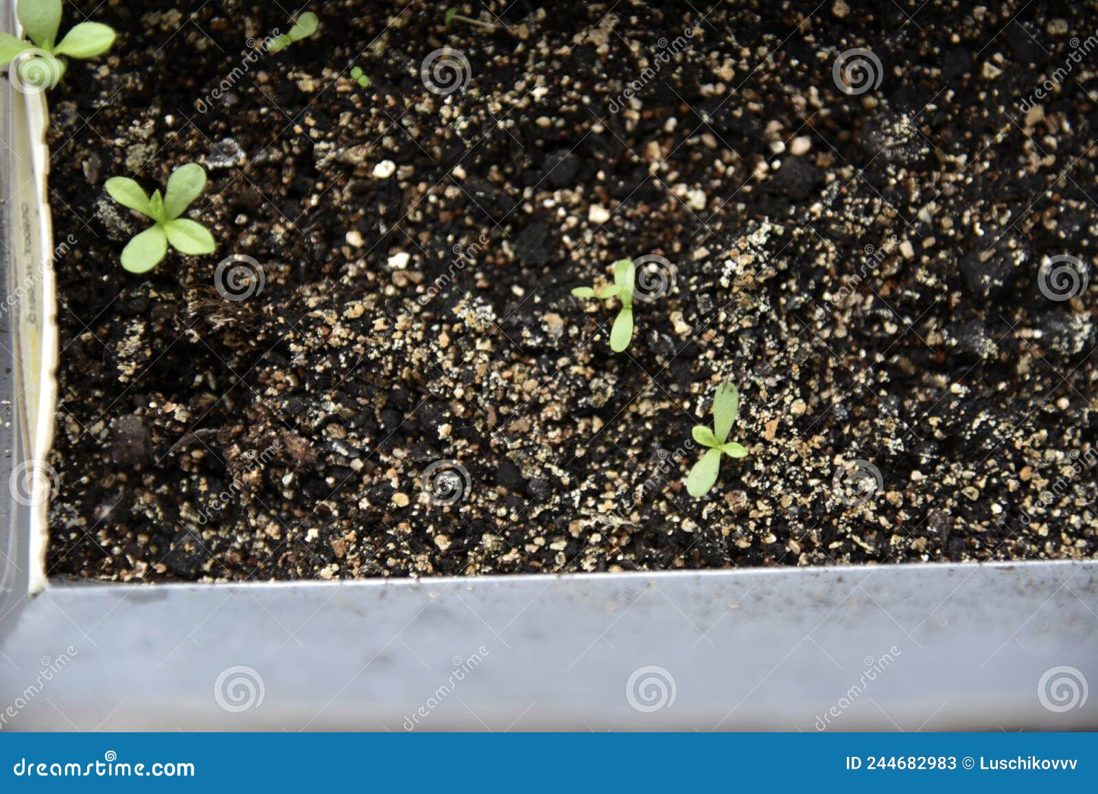 Germinating Plants in Spring and Seedlings Stock Image - Image of fresh ...