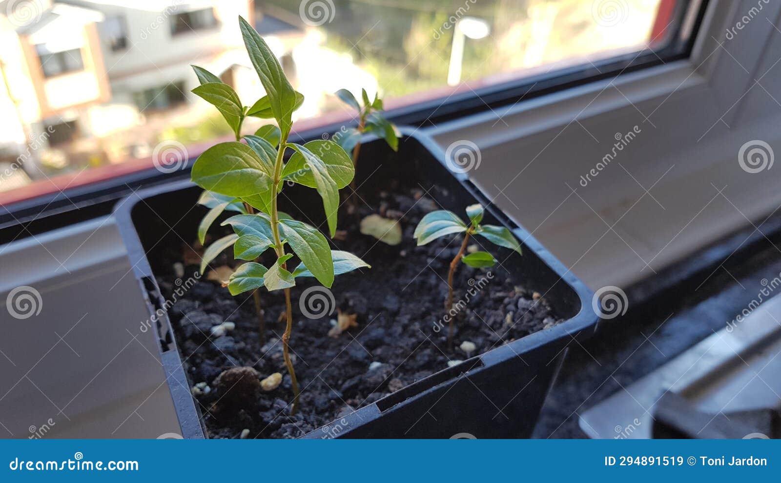 Germinating Pomegranate Seed. Pomegranate Tree Germinated from Seed in ...