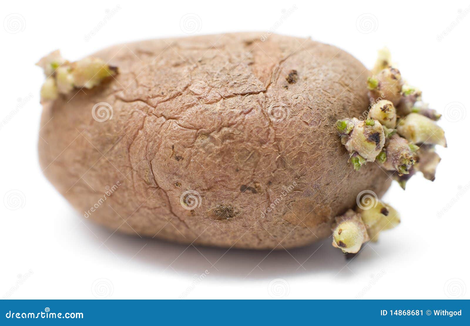 Germinating potato stock image. Image of sprout, tiller - 14868681