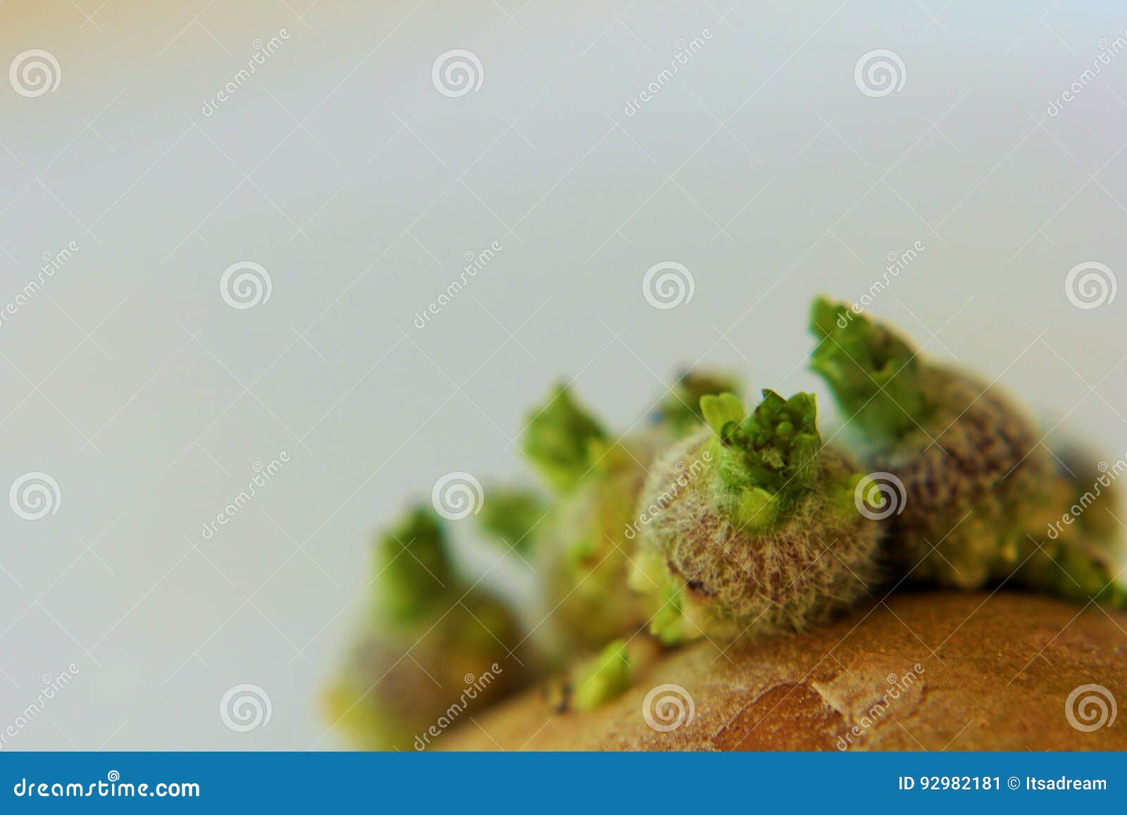 A germinating potato stock image. Image of background - 92982181