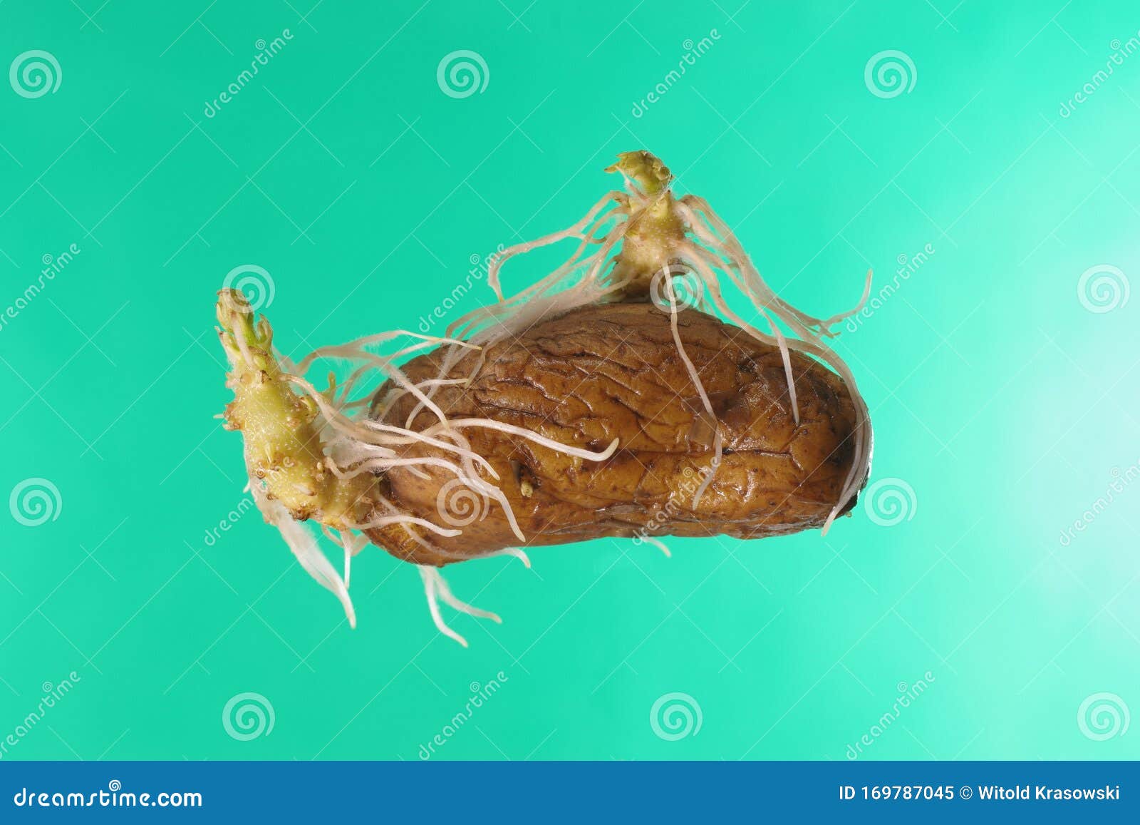 Germinating Potato on Green Background Stock Image - Image of food ...