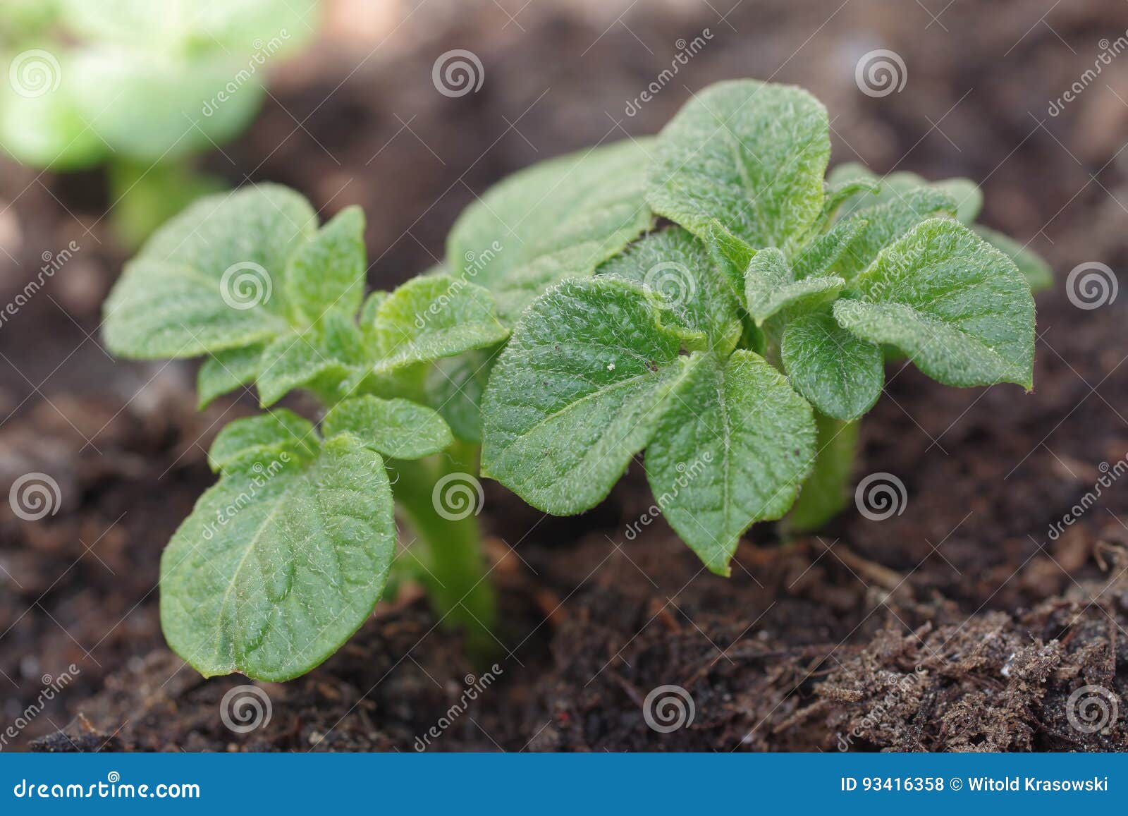 Germinating potato stock photo. Image of potatoe, renewal - 93416358