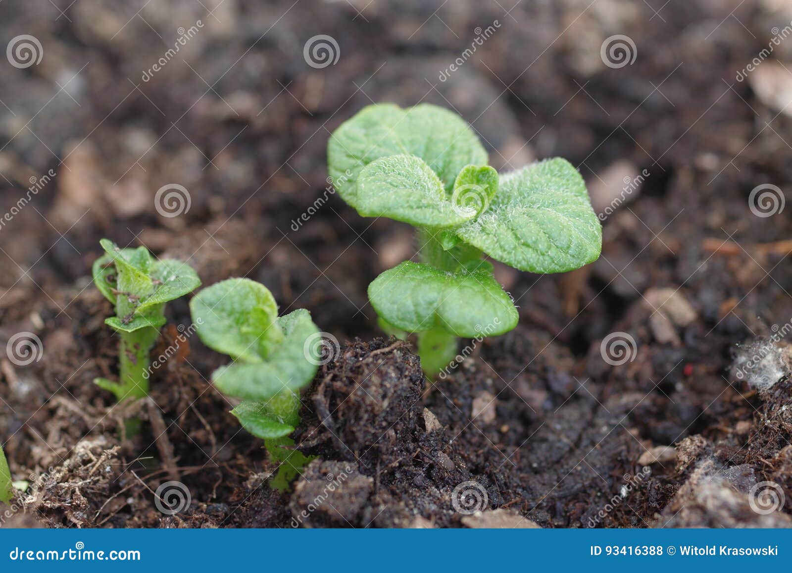 Germinating potato stock photo. Image of agriculture - 93416388