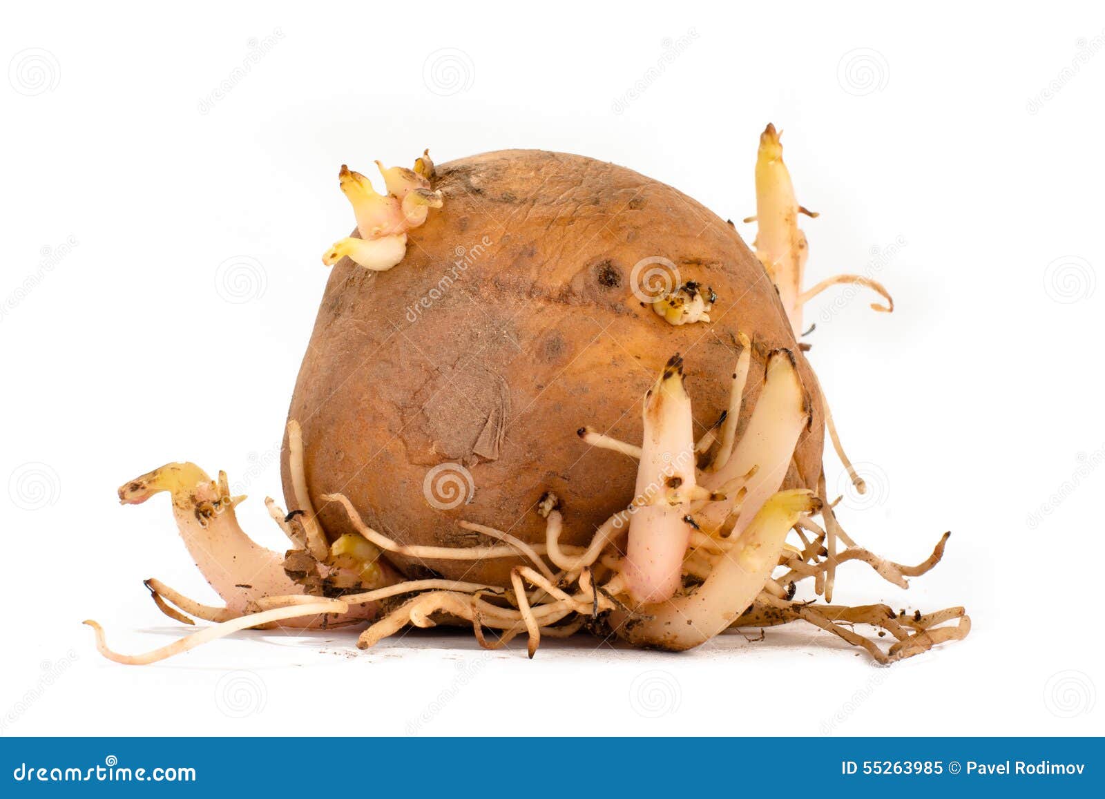 Germinating Potato Tuber on White Background Stock Image - Image of ...