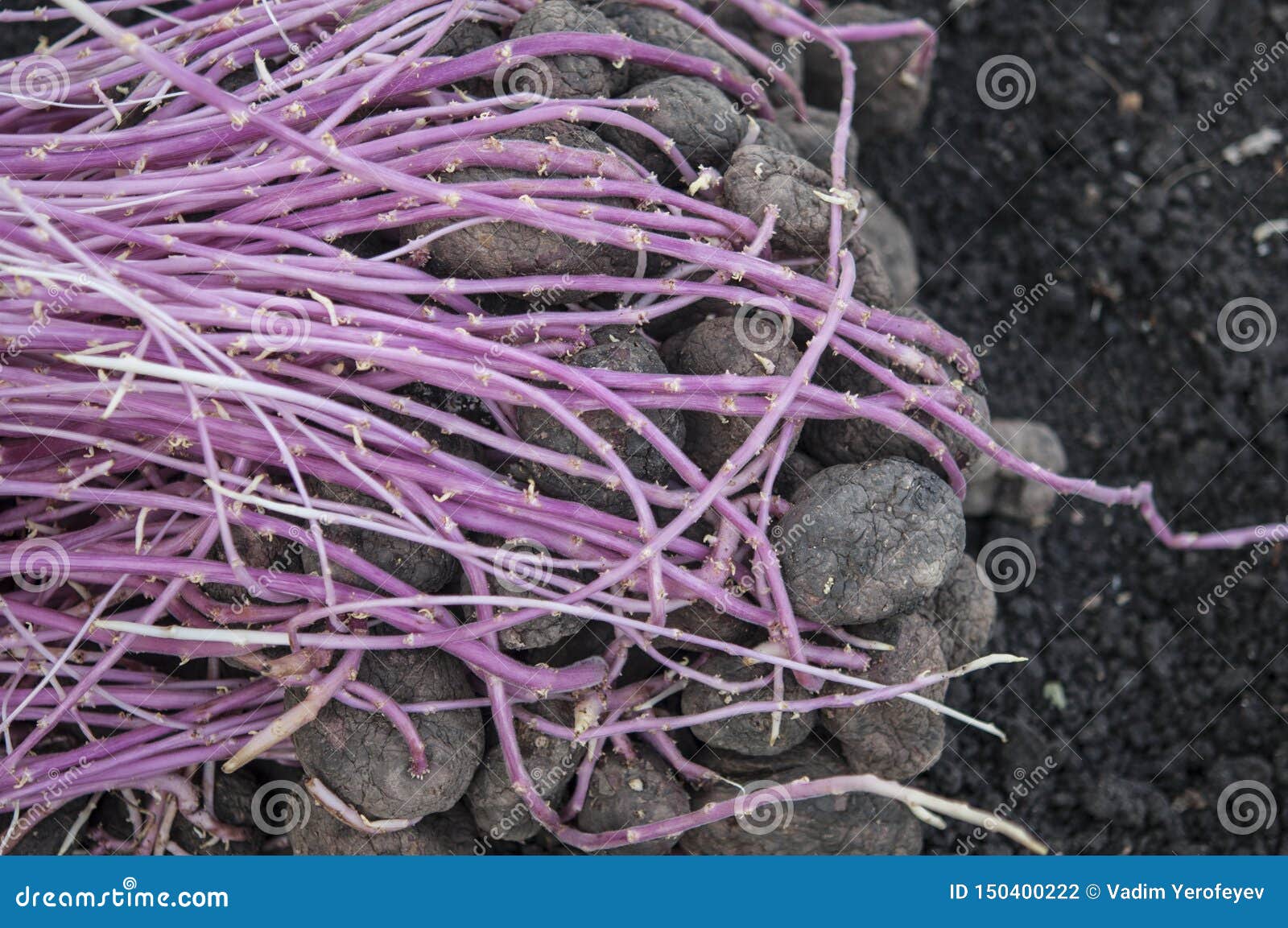 Germinating Potatoes on the Ground Stock Photo - Image of soil ...