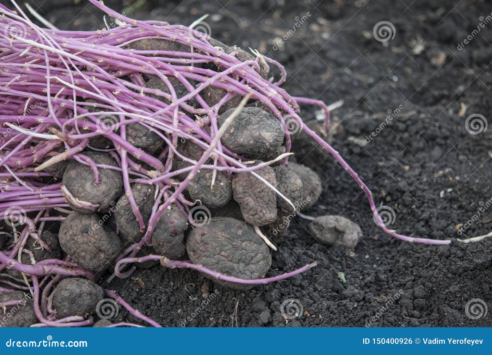 Germinating Potatoes on the Ground Stock Photo - Image of plant ...