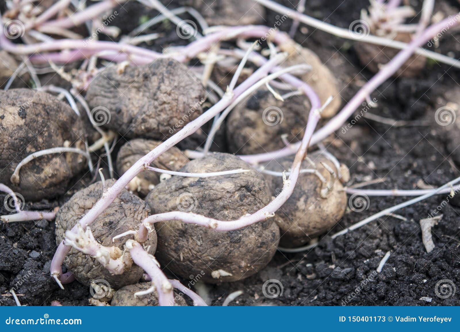 Germinating Potatoes on the Ground Stock Image - Image of garden, brown ...