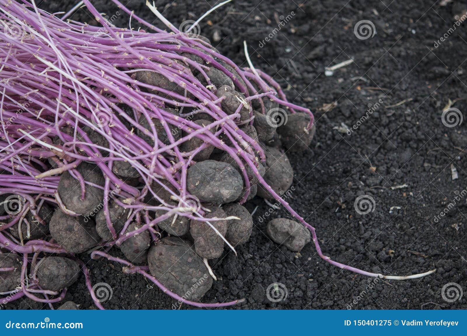 Germinating Potatoes on the Ground Stock Image - Image of tuber, nature ...