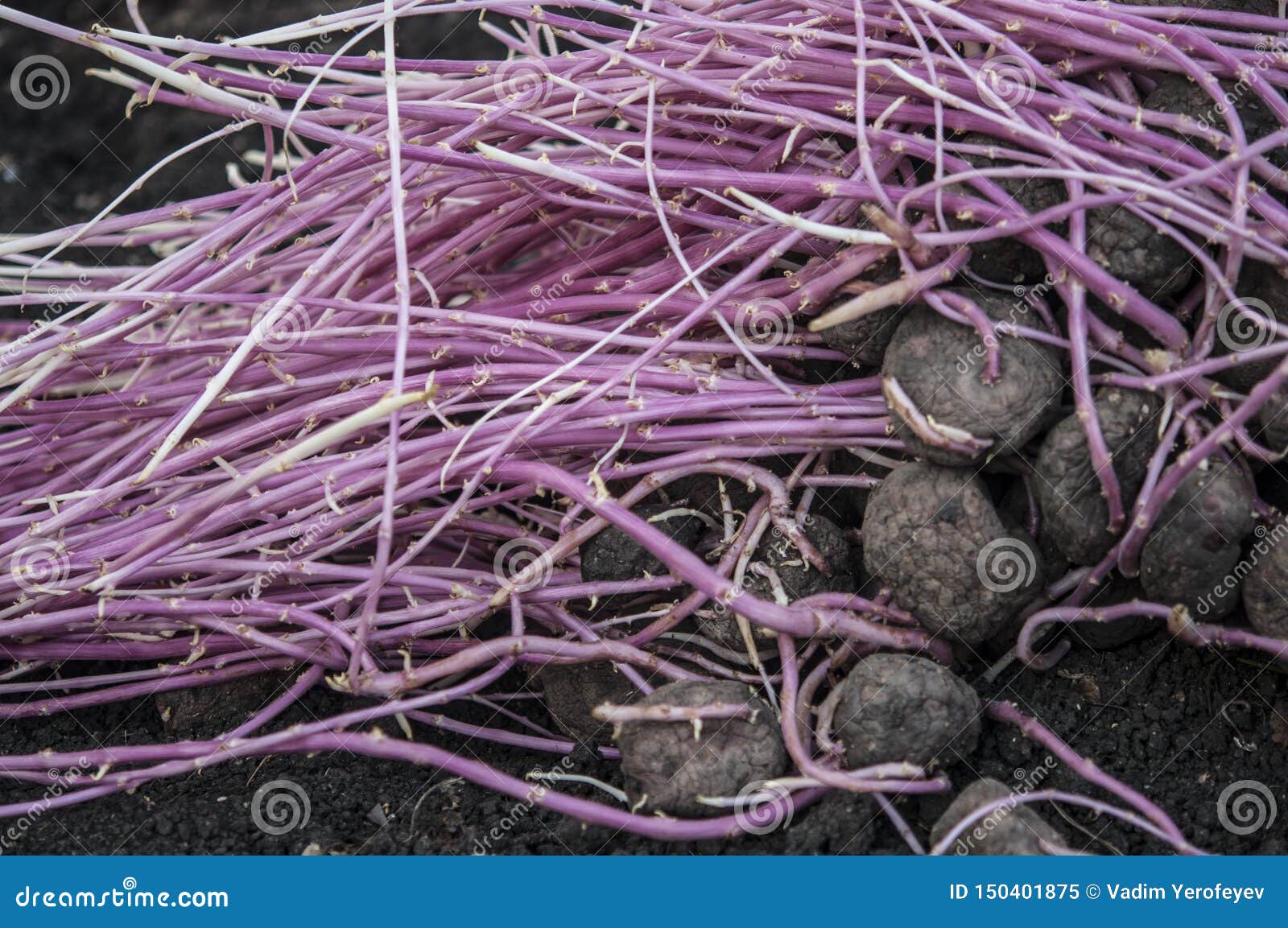 Germinating Potatoes on the Ground Stock Image - Image of outdoors ...