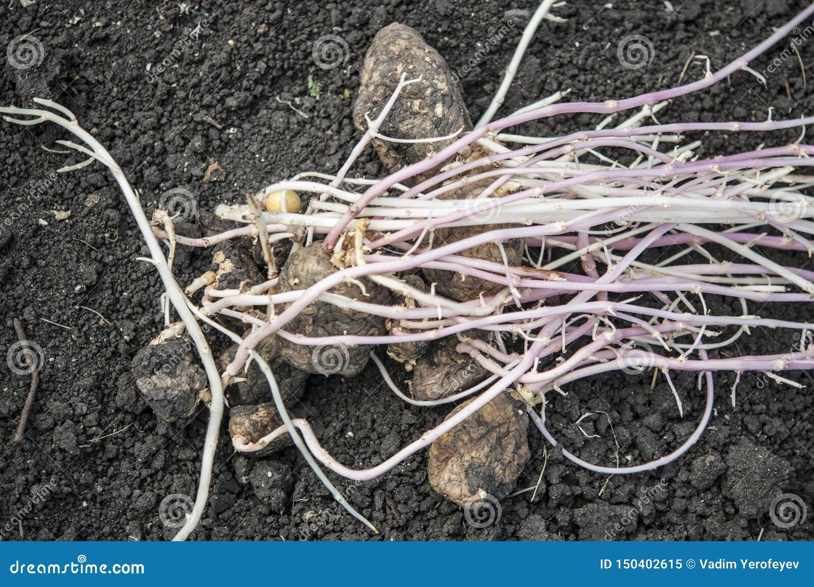 Germinating Potatoes on the Ground Stock Image - Image of food ...