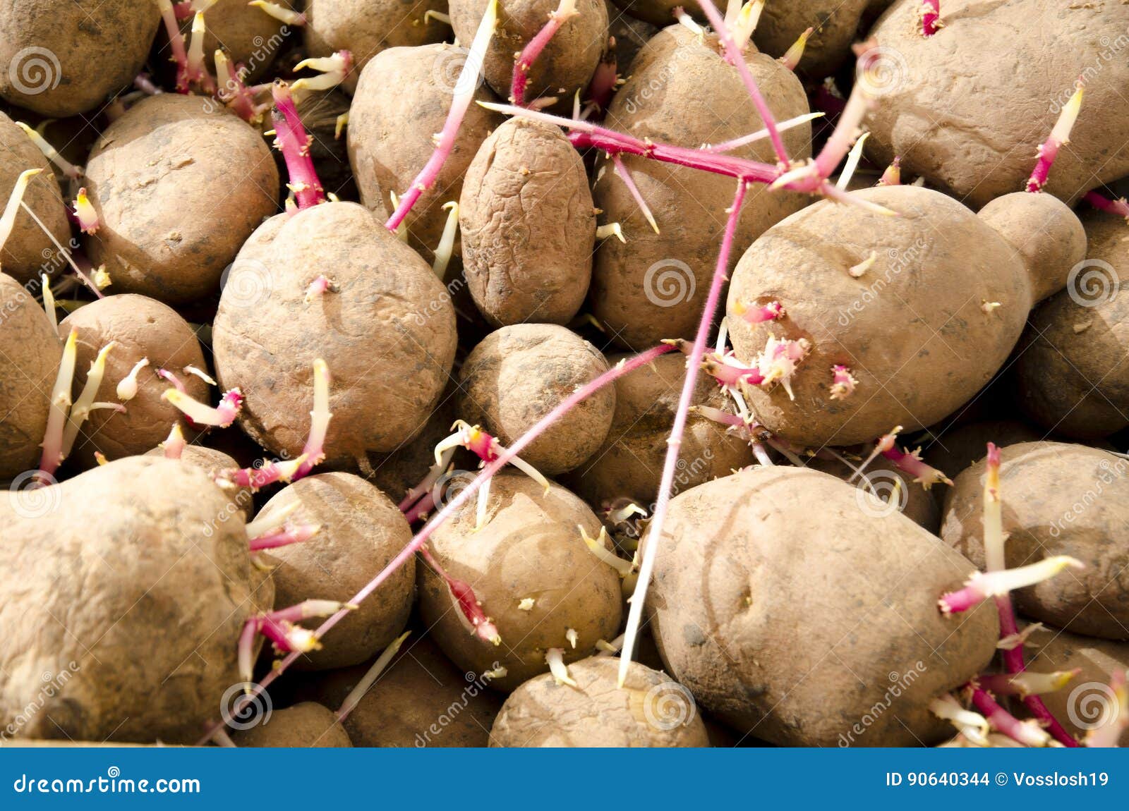 Germinating potatoes. stock photo. Image of farm, moisture - 90640344