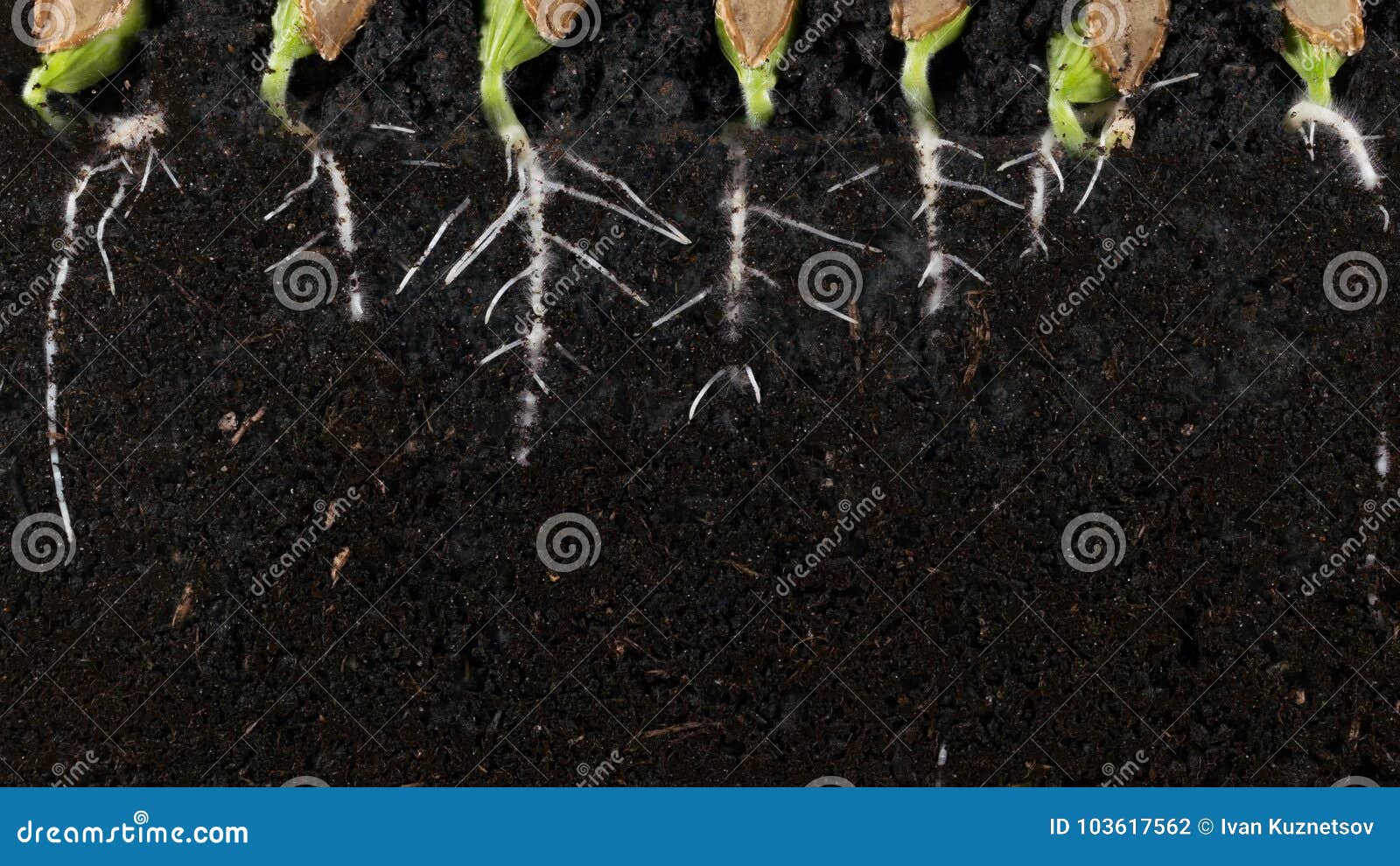 Germinating Pumpkin Seed Roots Underground Vew with Roots Stock Footage ...