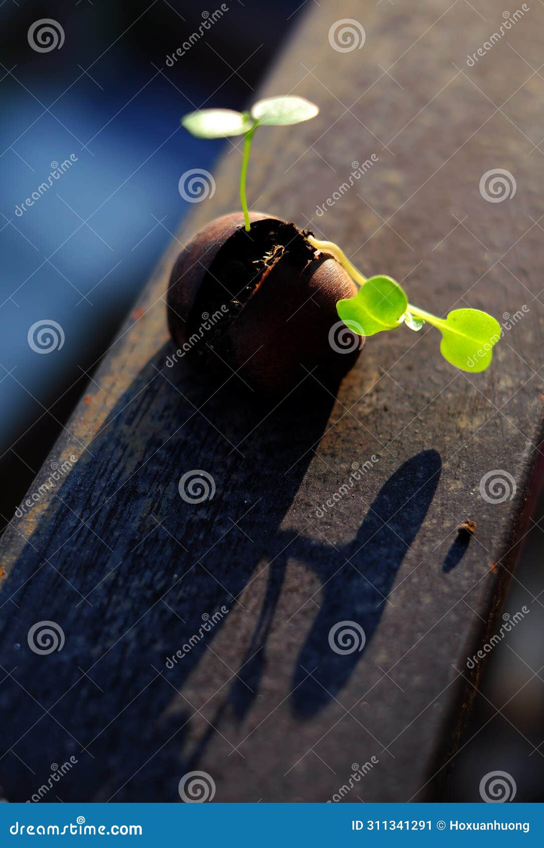 Germinating Seed with Leaf Shadow in Sunshine Stock Image - Image of ...
