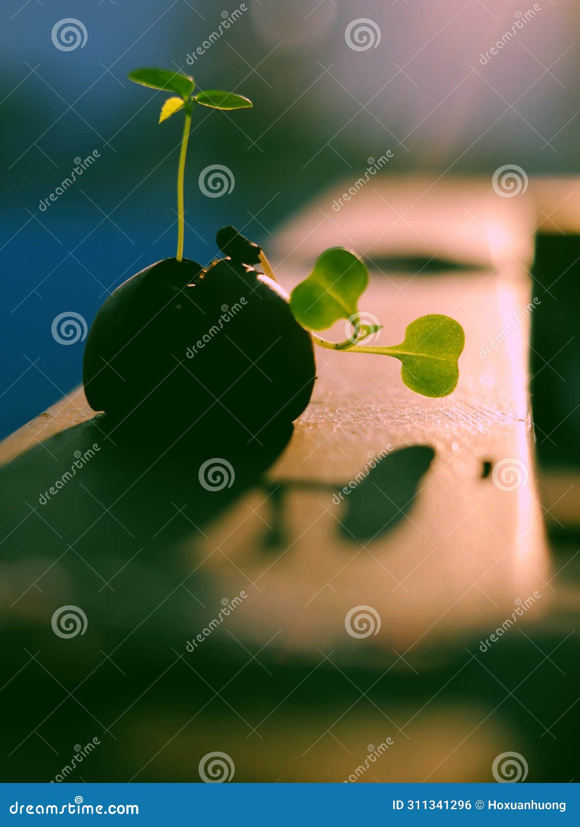 Germinating Seed with Leaf Shadow in Sunshine Stock Photo - Image of ...