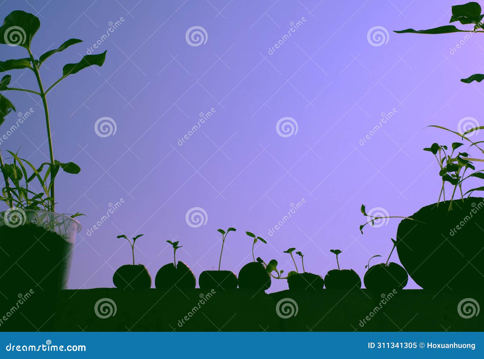 Germinating Seed with Leaf Shadow in Sunshine Stock Image - Image of ...