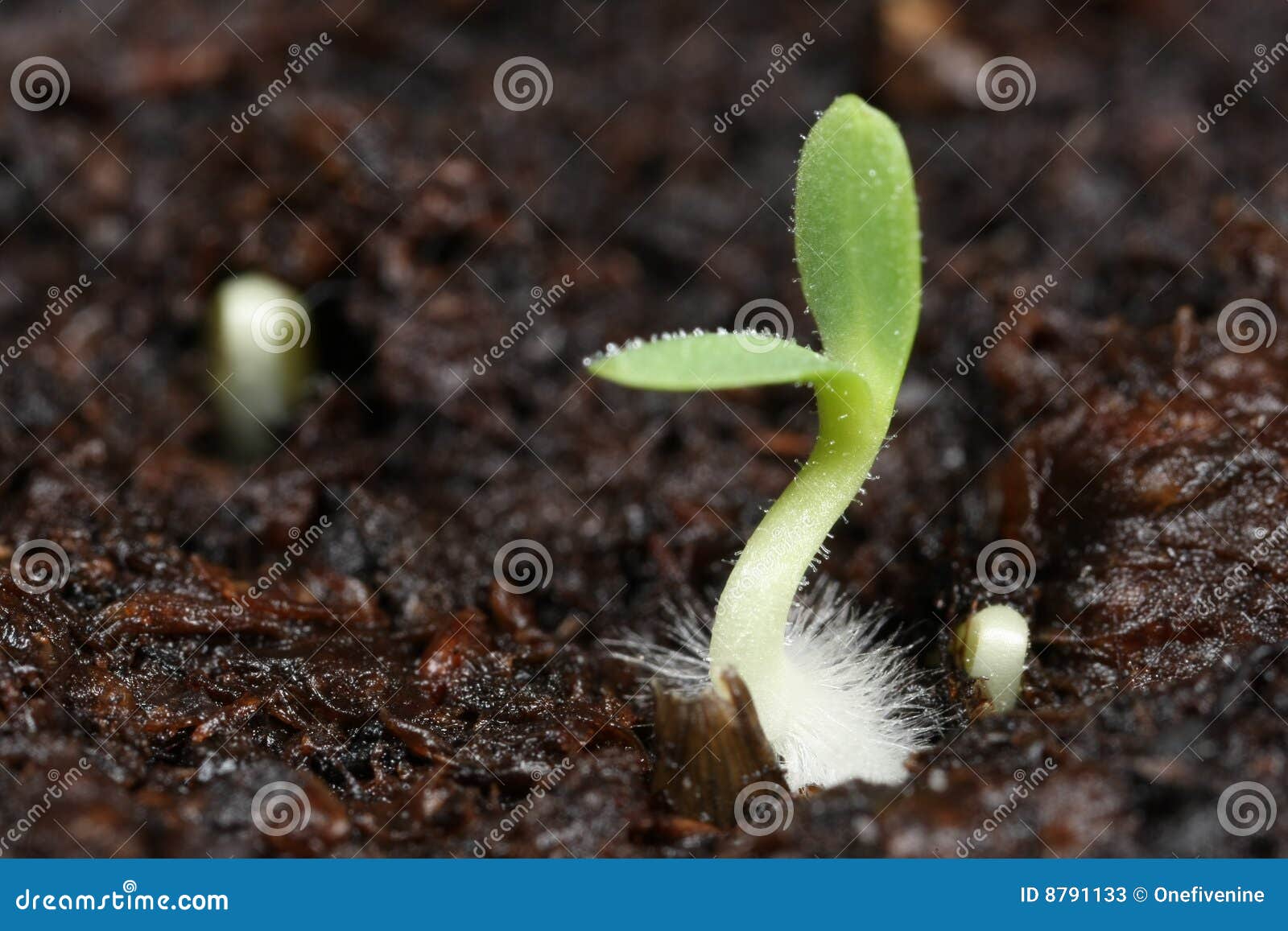 Germinating Seed Macro stock image. Image of seed, photosynthesis - 8791133