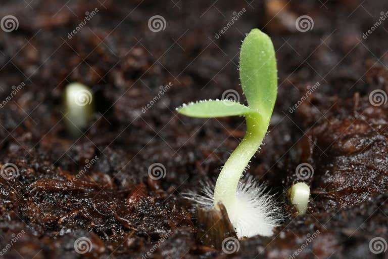 Germinating Seed Macro stock image. Image of seed, photosynthesis - 8791133
