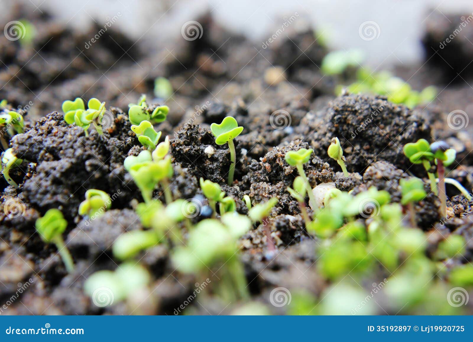 Germinating Seed Macro stock image. Image of seed, life - 35192897