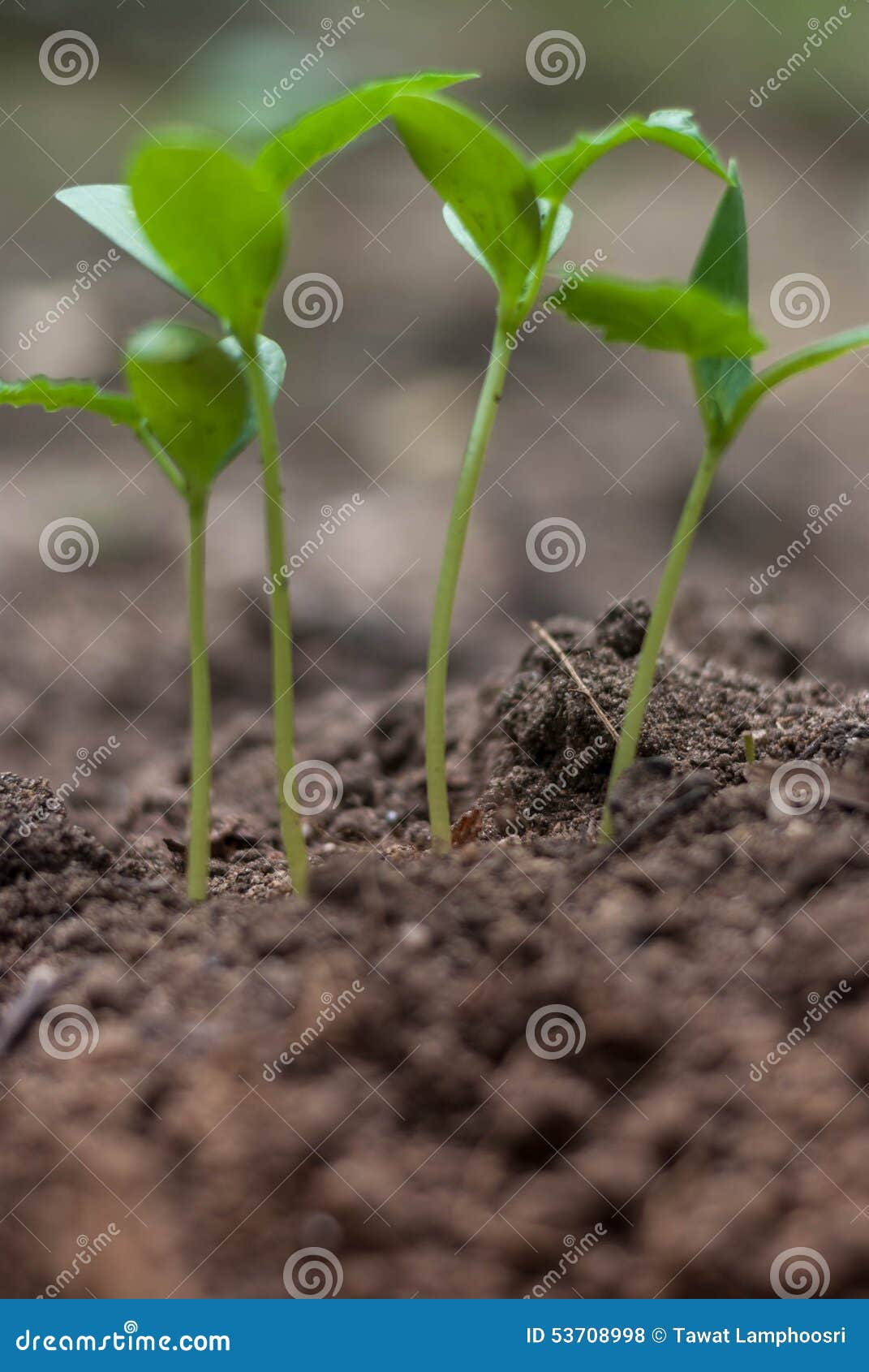 Germinating Seed Macro stock photo. Image of feed, food - 53708998