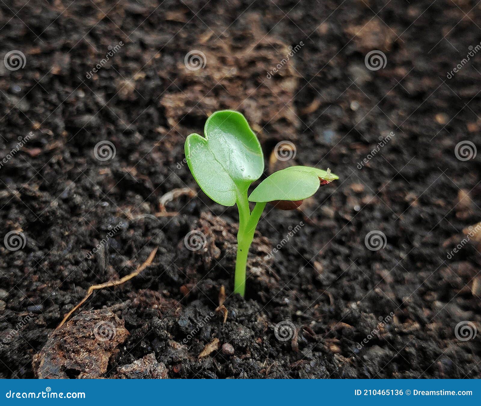 Germinating Seed To Sprout Agriculture And Plant Grow Sequence With ...