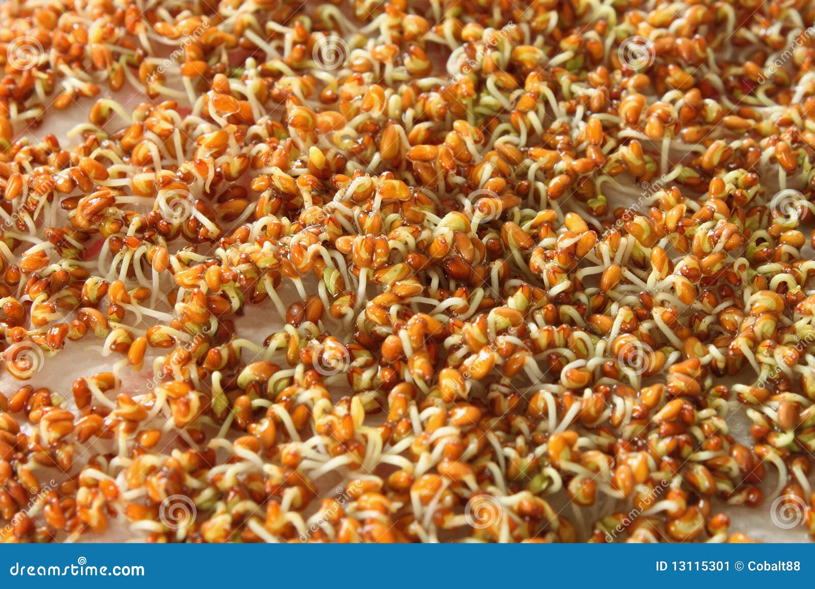 Germinating seeds stock image. Image of details, germinating - 13115301