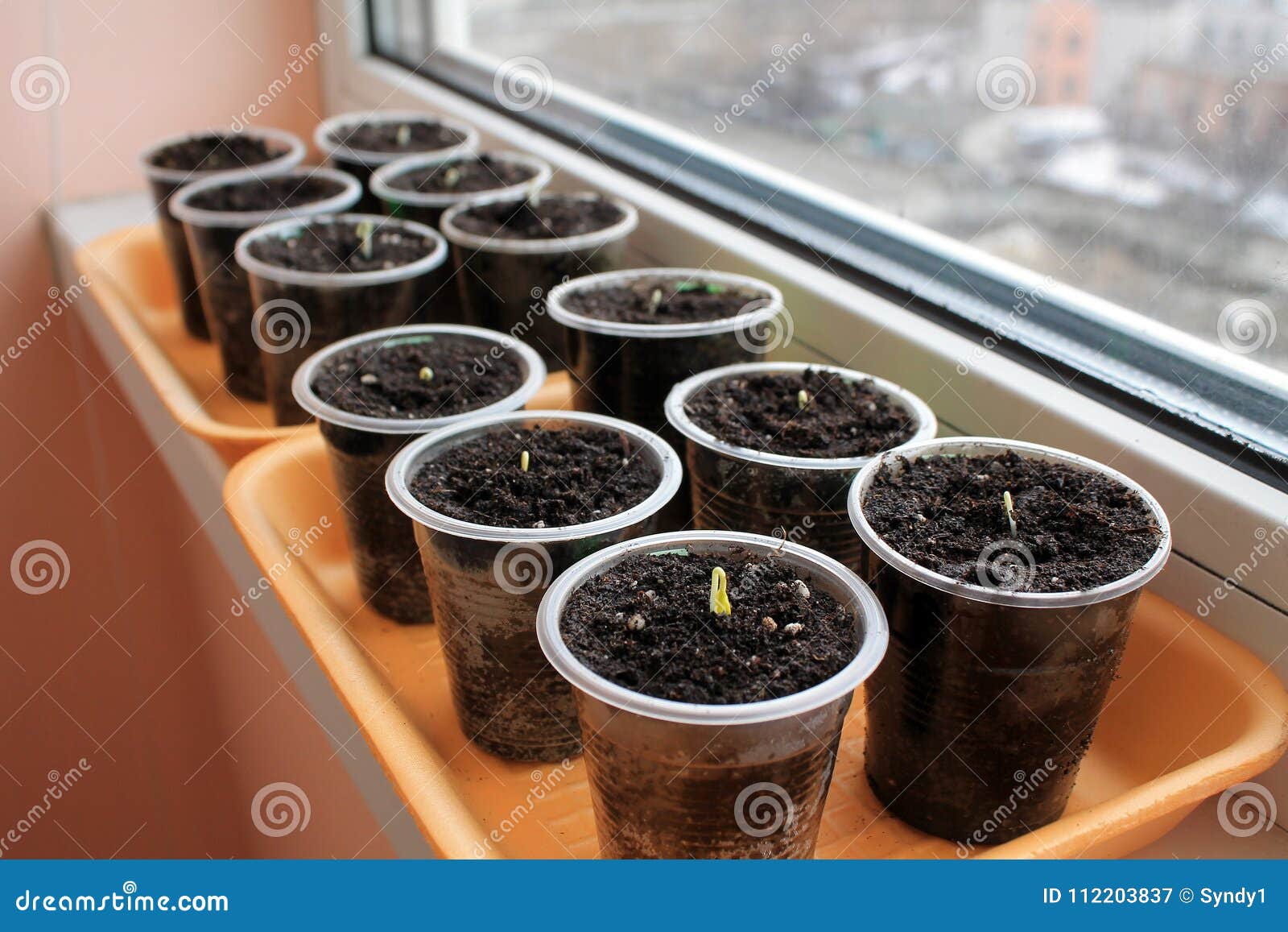 Germinating Seeds of Tomato and Pepper on Windowsill. Stock Image ...