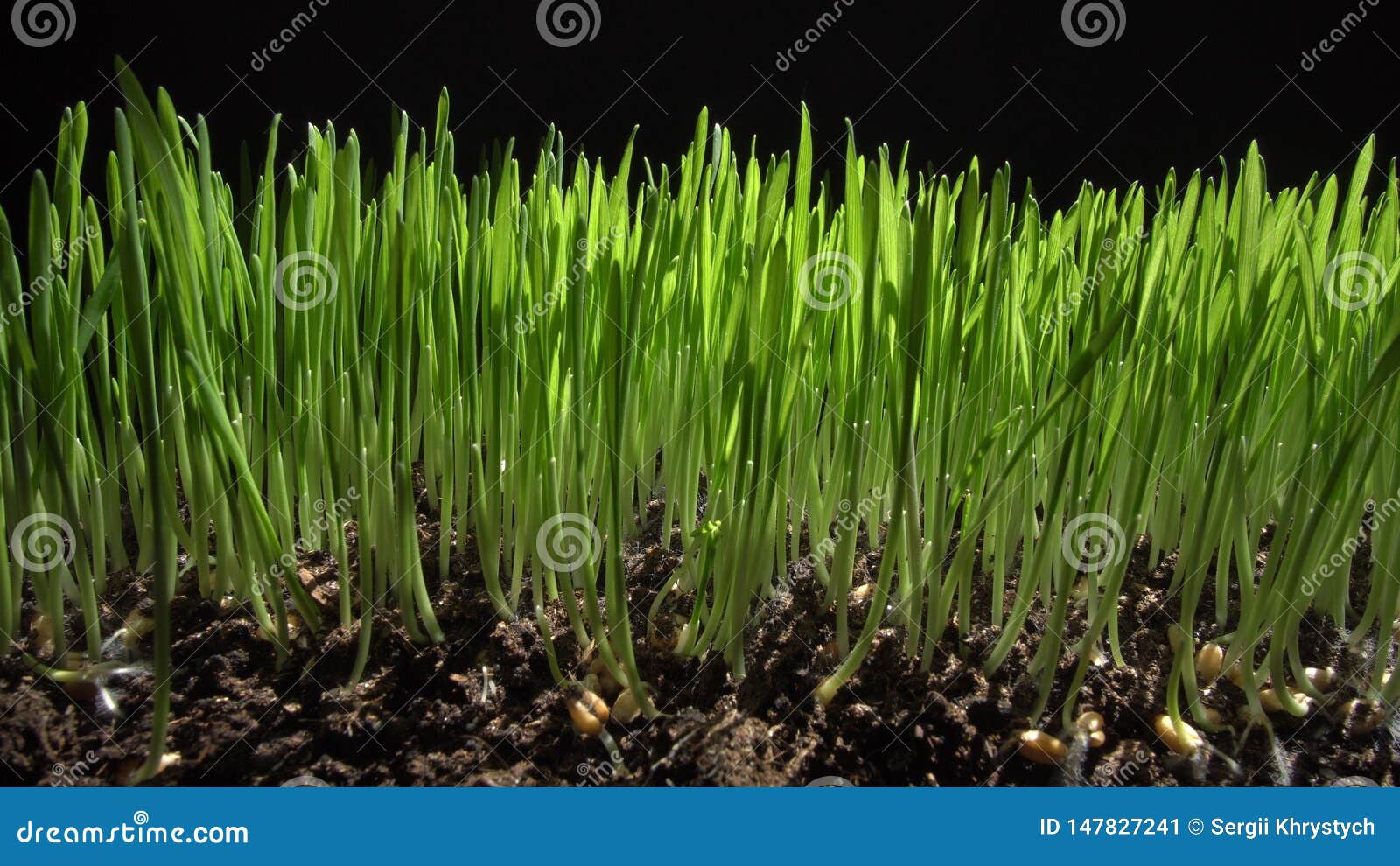 Germinating Sprouts of Wheat Stock Image - Image of spring, closeup ...