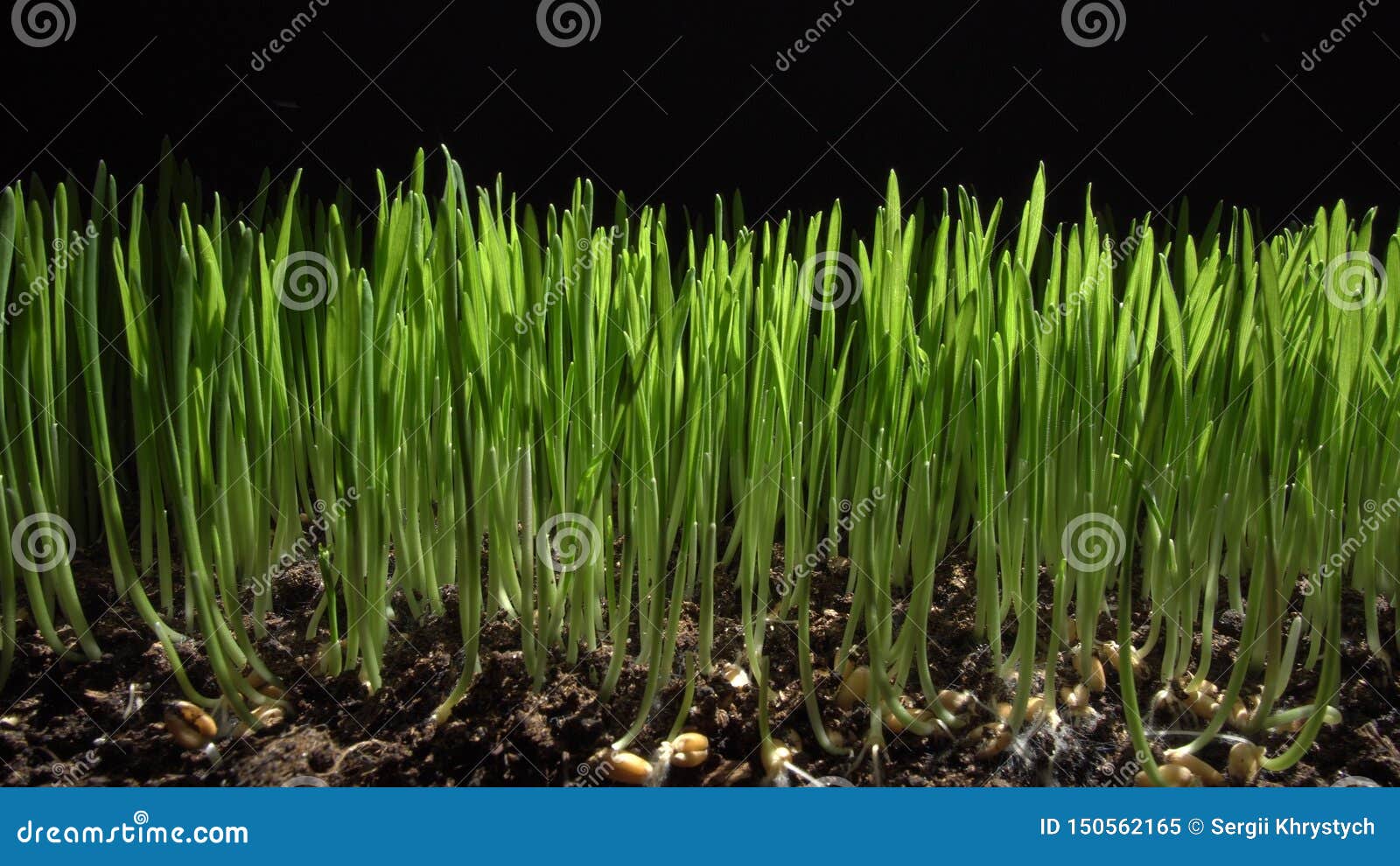 Germinating Sprouts of Wheat Stock Image - Image of spring, plant ...