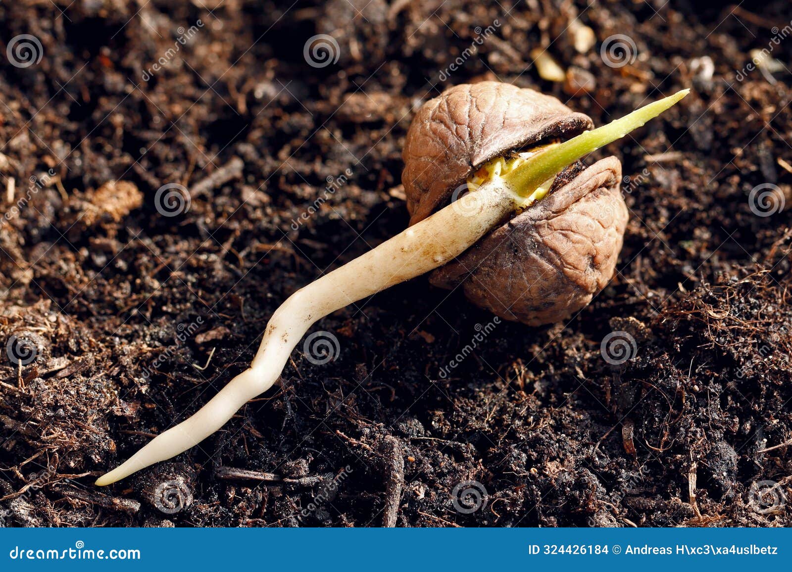 Germinating Walnut on Soil, Growing Sprout of a Young Walnut with Long ...