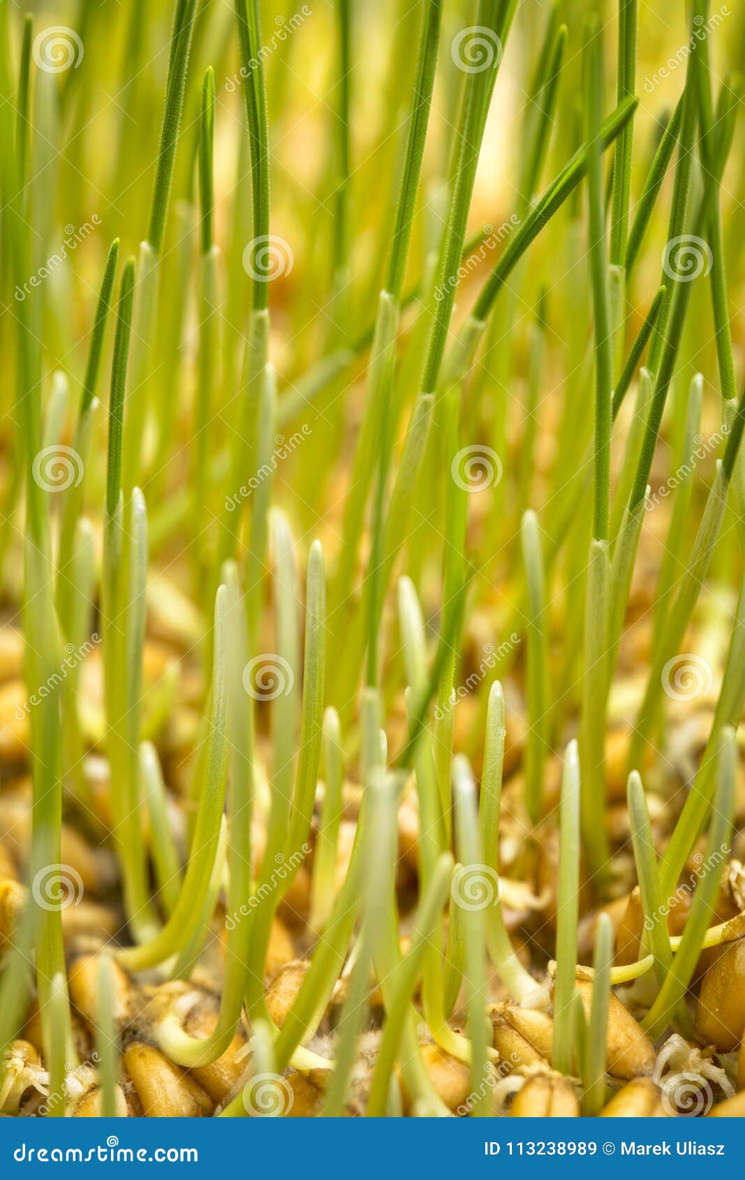 Germinating Wheat Grain Background Stock Image - Image of agriculture ...