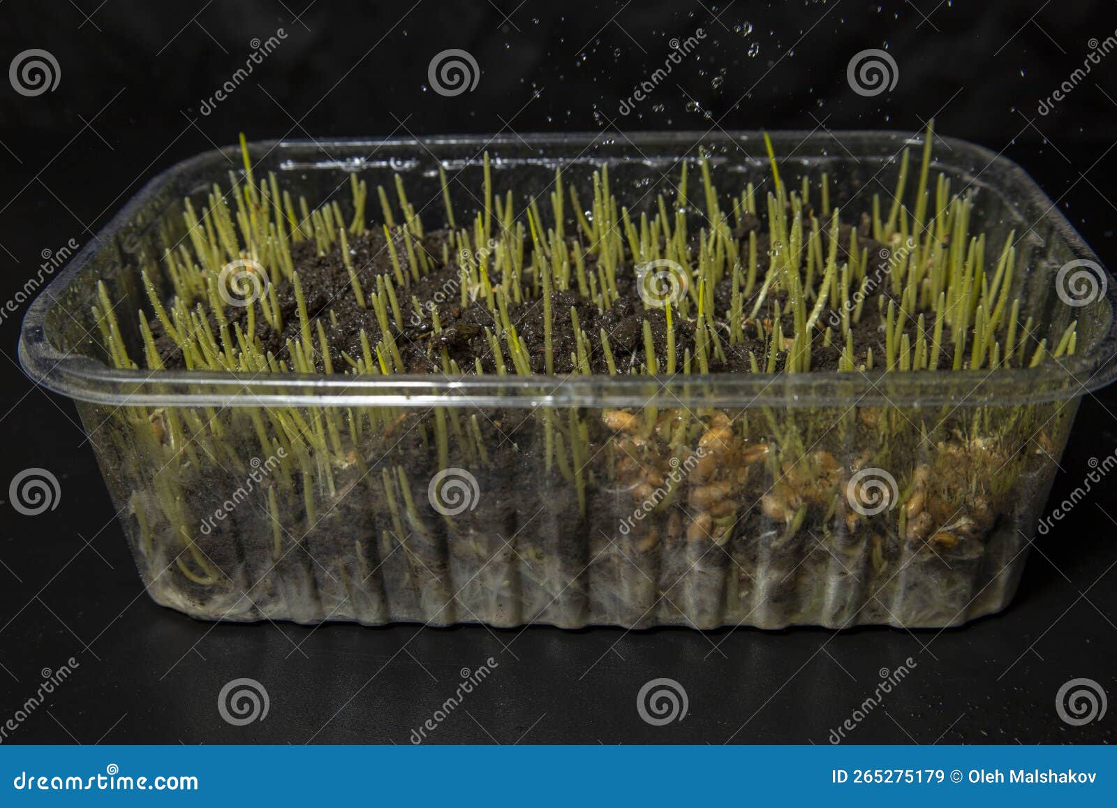 Germinating Wheat Grain in a Tray Stock Image - Image of growth, seed ...