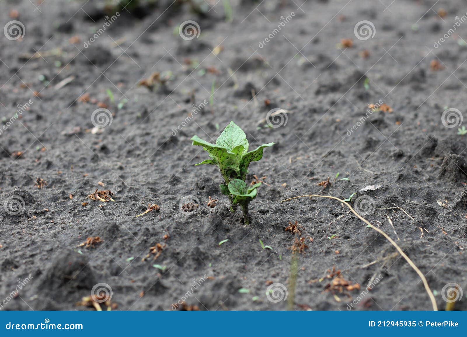 Germinating Young Green Potato Sprout in the Ground Stock Image - Image ...