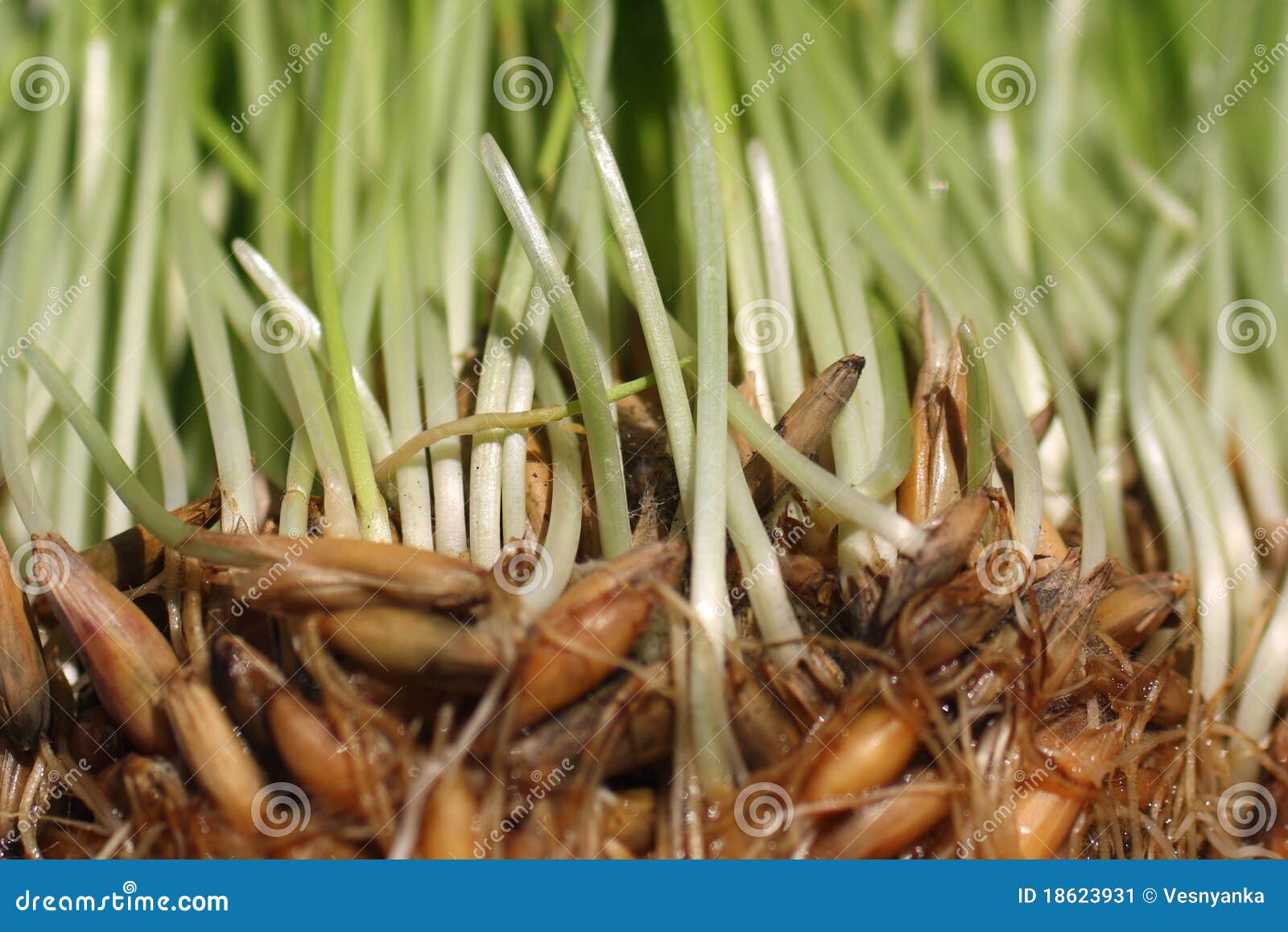 Oat Life Cycle Stock Photos - Free & Royalty-Free Stock Photos from ...