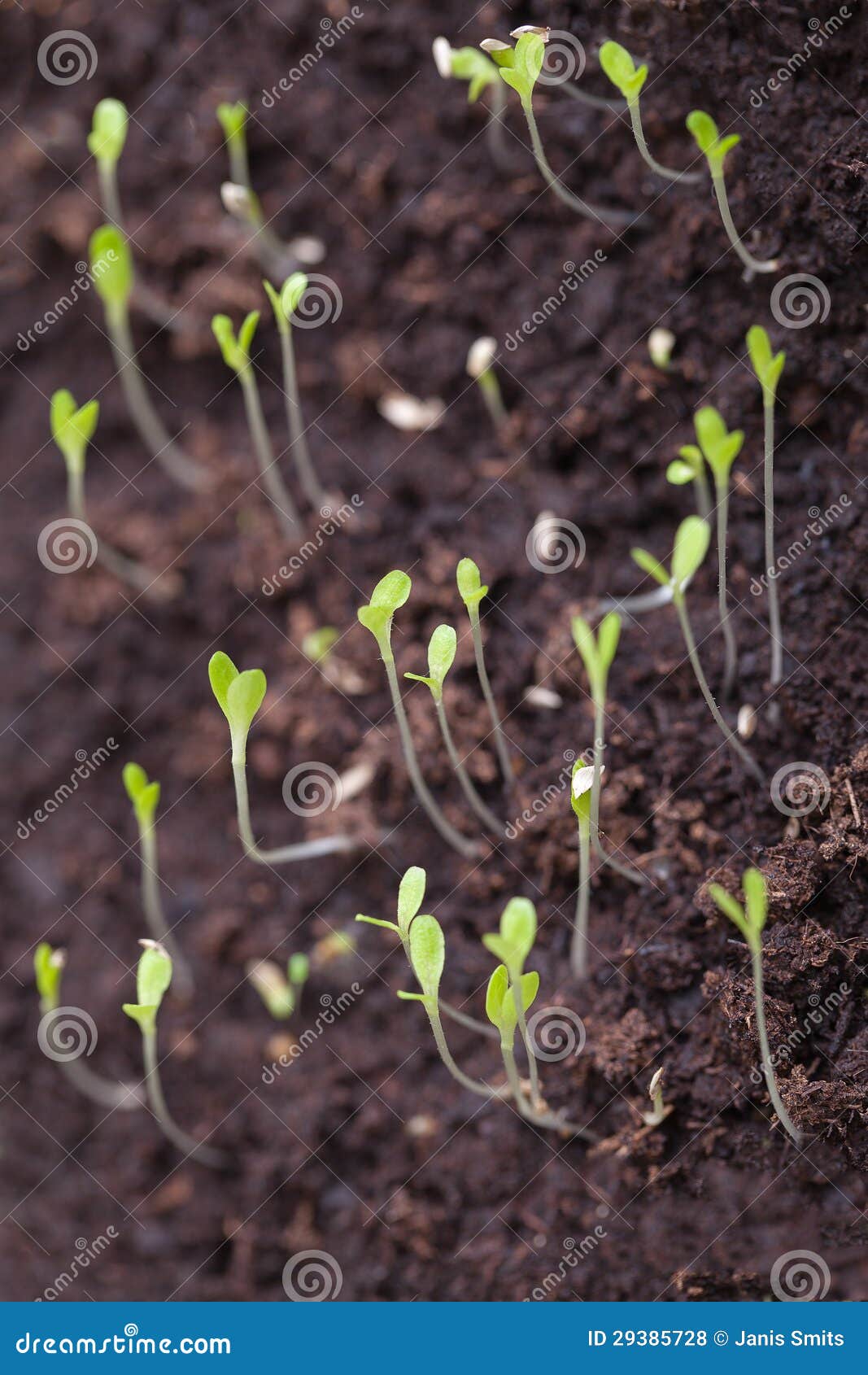 Germination. stock photo. Image of germination, growth - 29385728