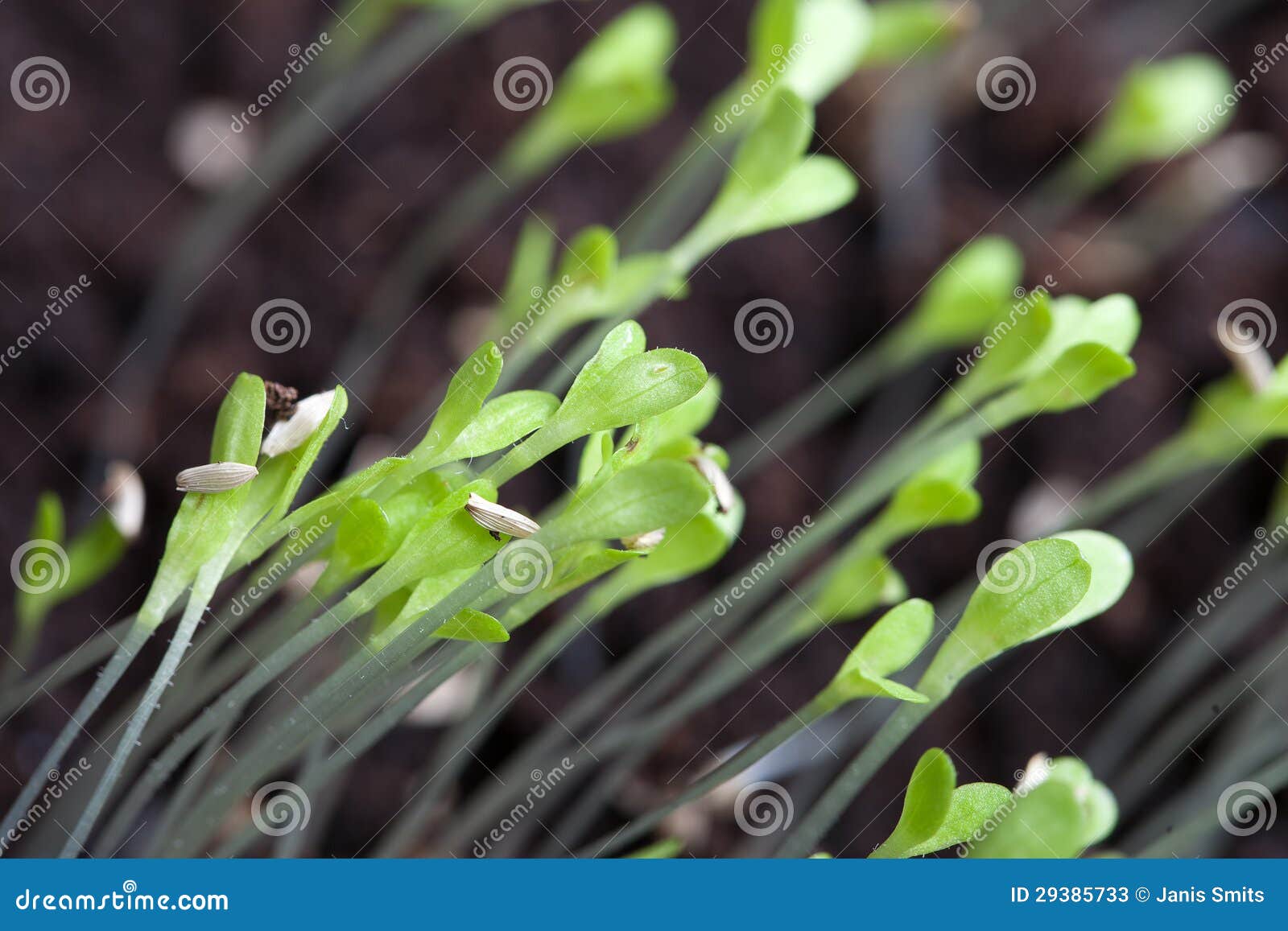 Germination. stock image. Image of small, germinate, fresh - 29385733