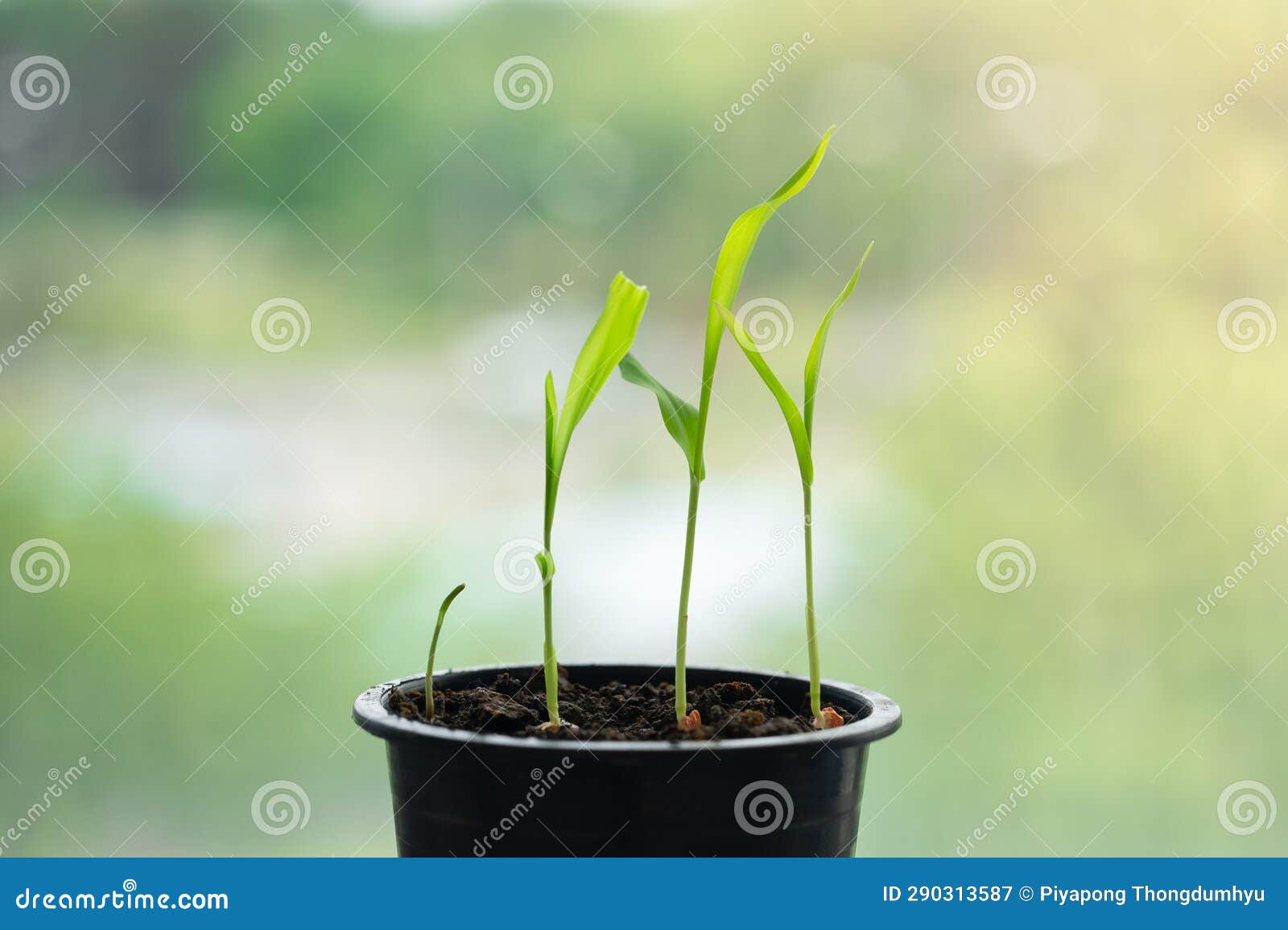 Germination Of Corn Grain On A White Background, Close-up. Corn Roots ...
